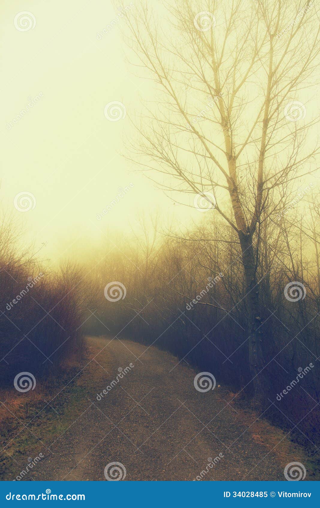 Mañana Brumosa En El Parque Imagen de archivo - Imagen de concepto ...