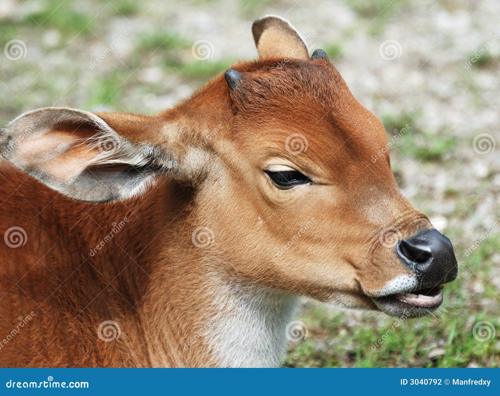 Mała krowa zdjęcie stock. Obraz złożonej z migreny, krowa - 3040792