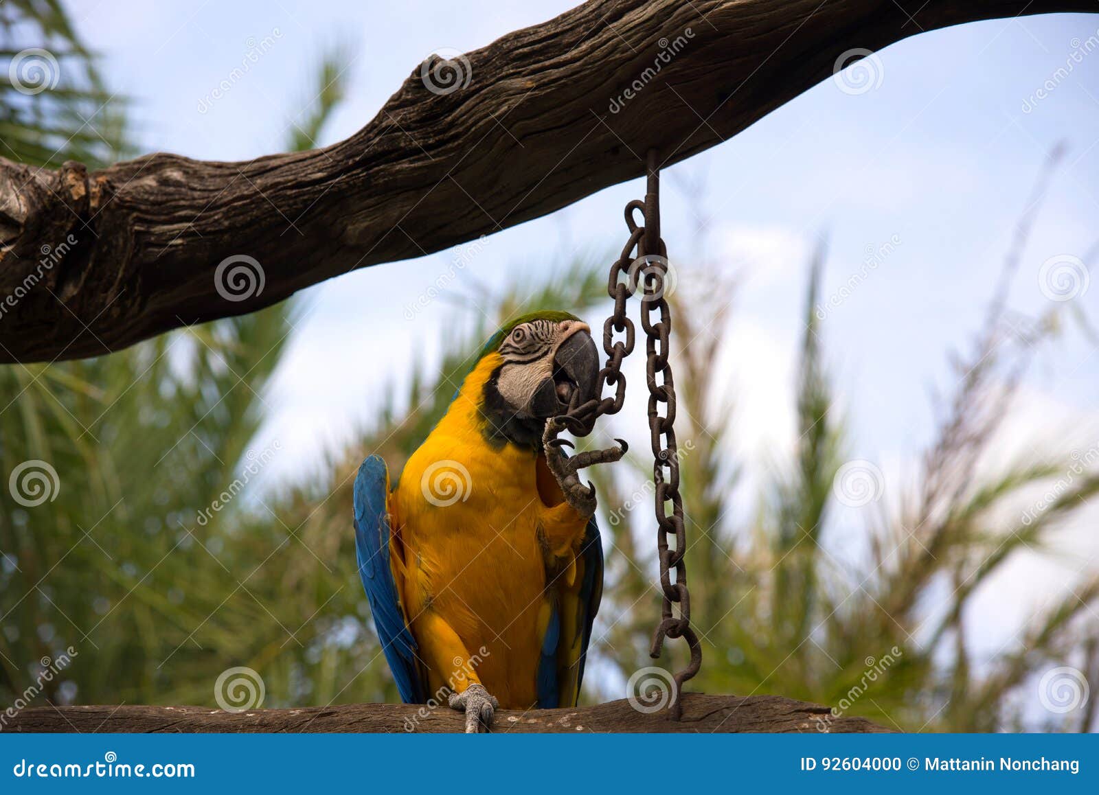 Ma-core Parrot Isolated On White Background Stock Photography ...