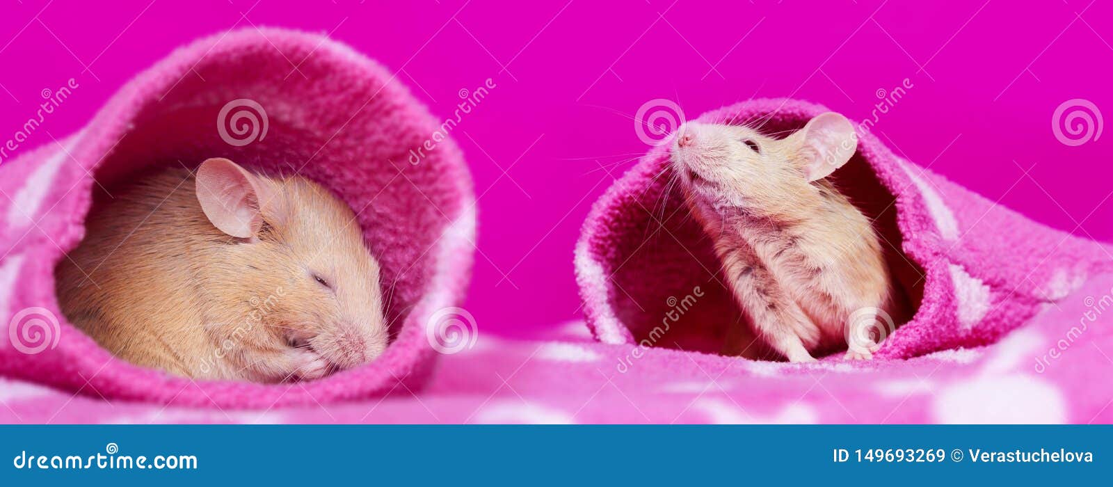 Little Mice Sleeping in a Sleeves Obraz Stock - Obraz złożonej z jeden ...