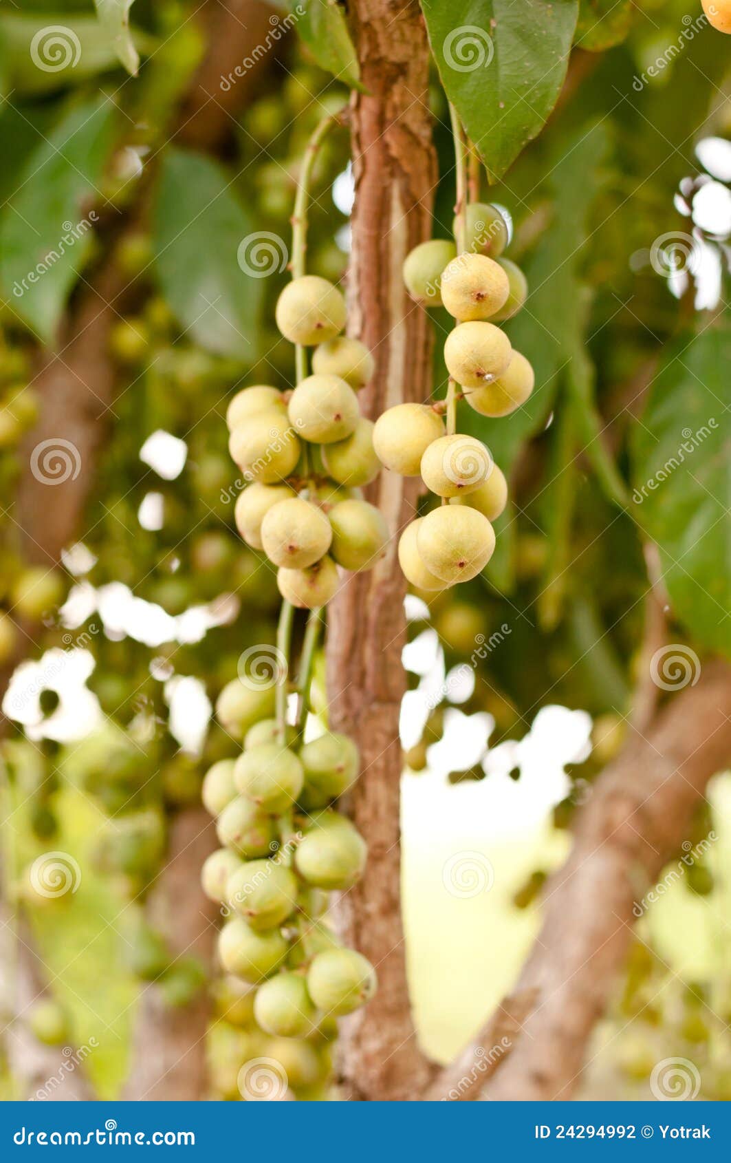 Ma Fai stock photo. Image of thai, exotic, group, fruit - 24294992