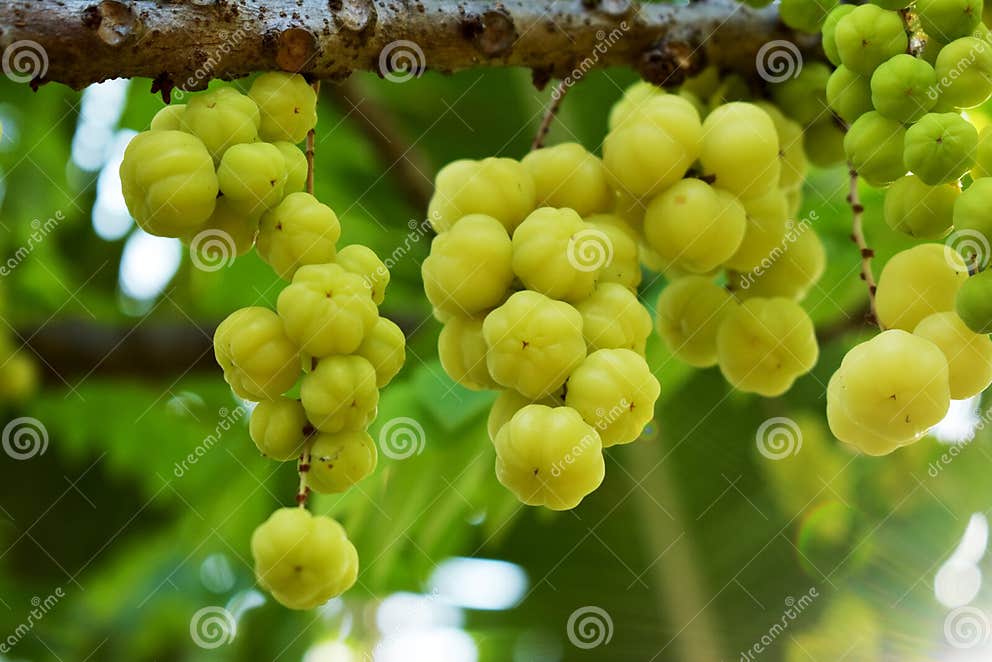 Ma Yom Thai Native Fruit Name Tropical Fruit Stock Image - Image of ...