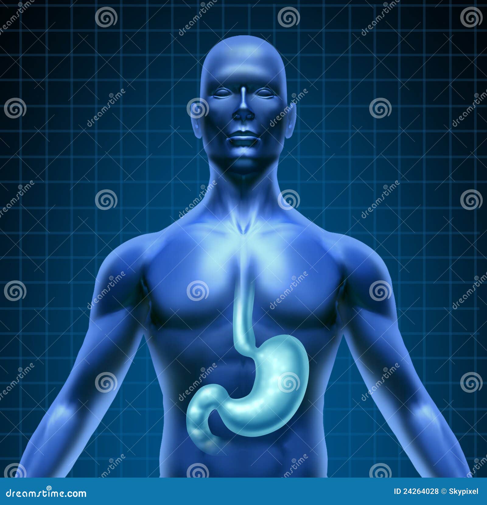 Maag En Menselijke Spijsvertering Stock Illustratie - Illustration of ...