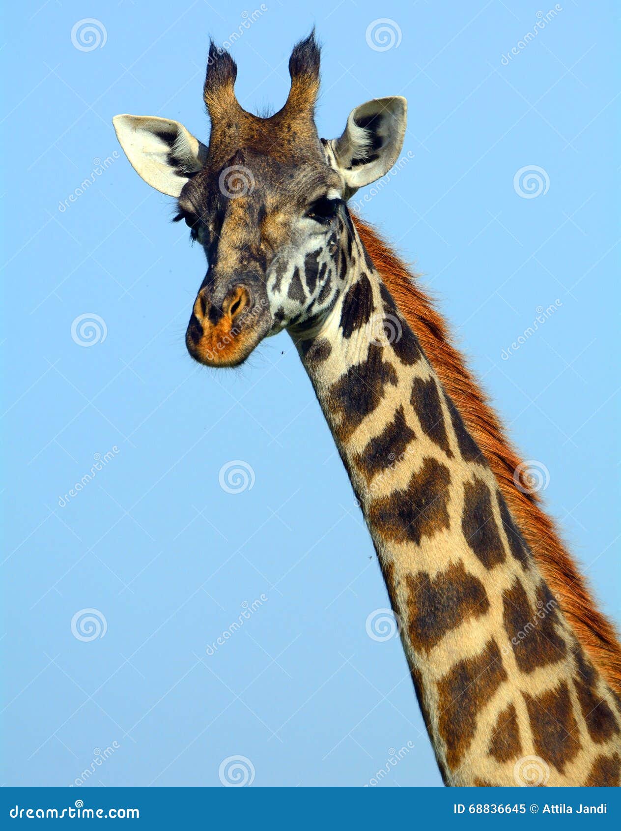 Maasai Giraffe, Maasai Mara Game Reserve, Kenya Stock Image - Image of ...