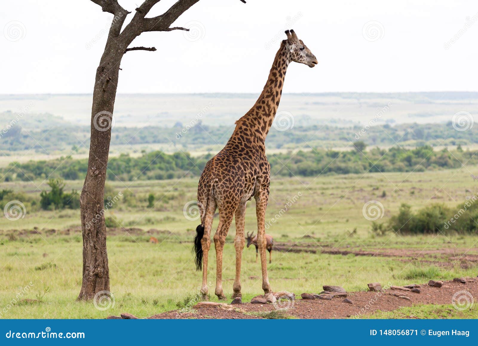 A Maasai Giraffe Stands Under a Tree Stock Image - Image of grasslands ...