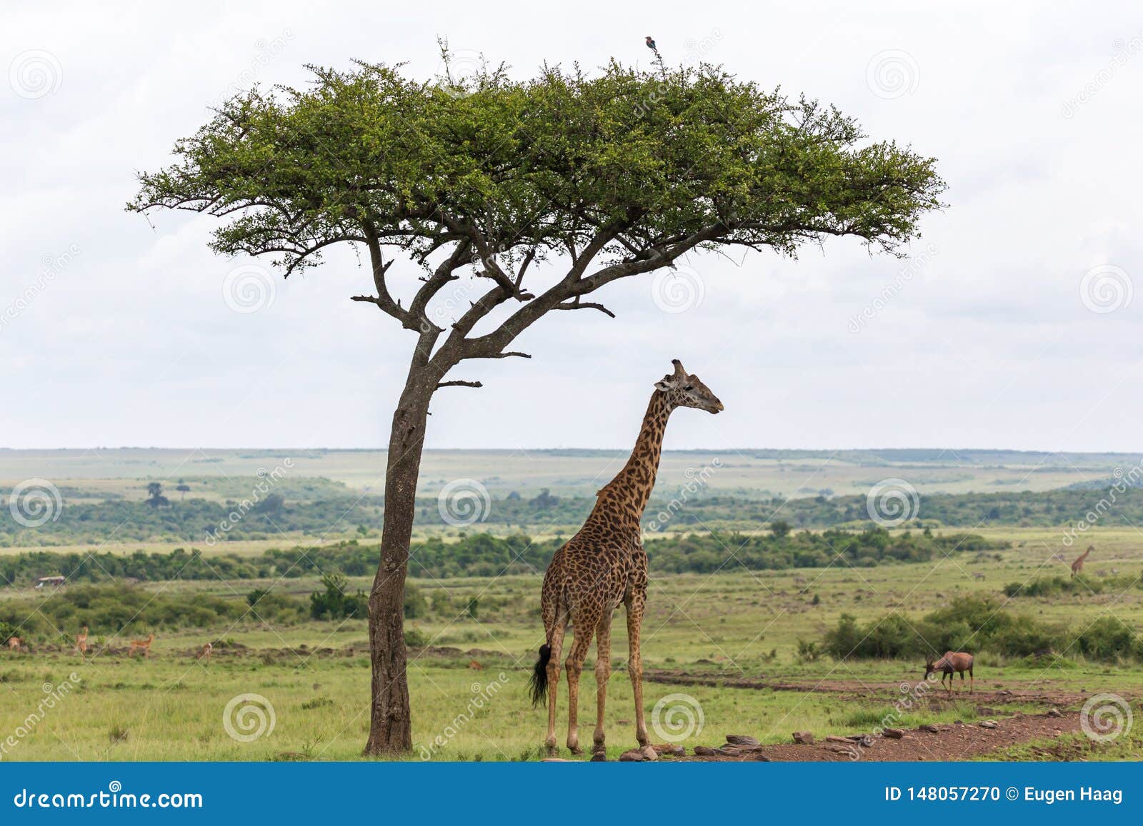 A Maasai Giraffe Stands Under a Tree Stock Photo - Image of white ...
