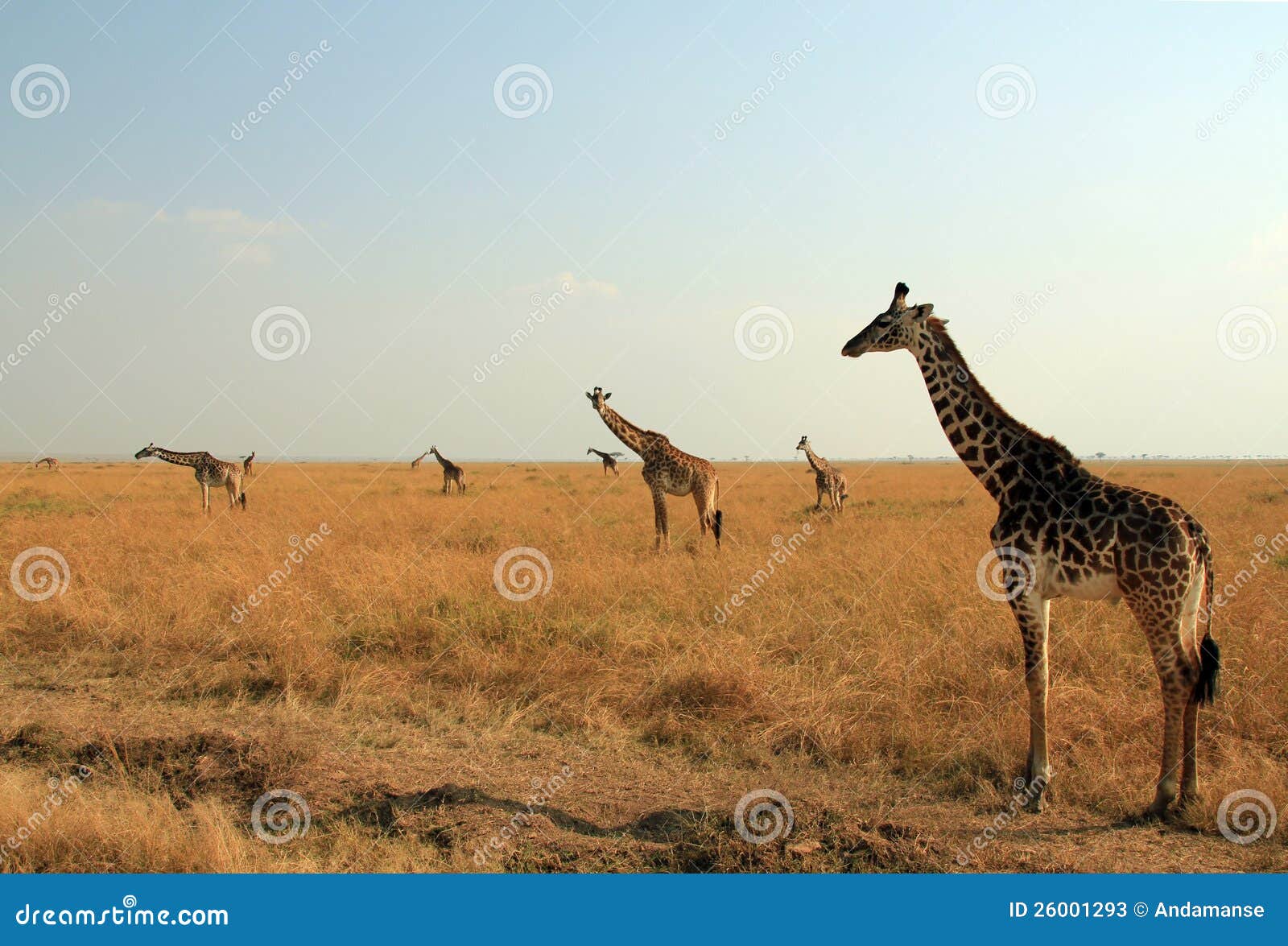 Maasai Giraffes stock image. Image of giraffe, wilderness - 26001293