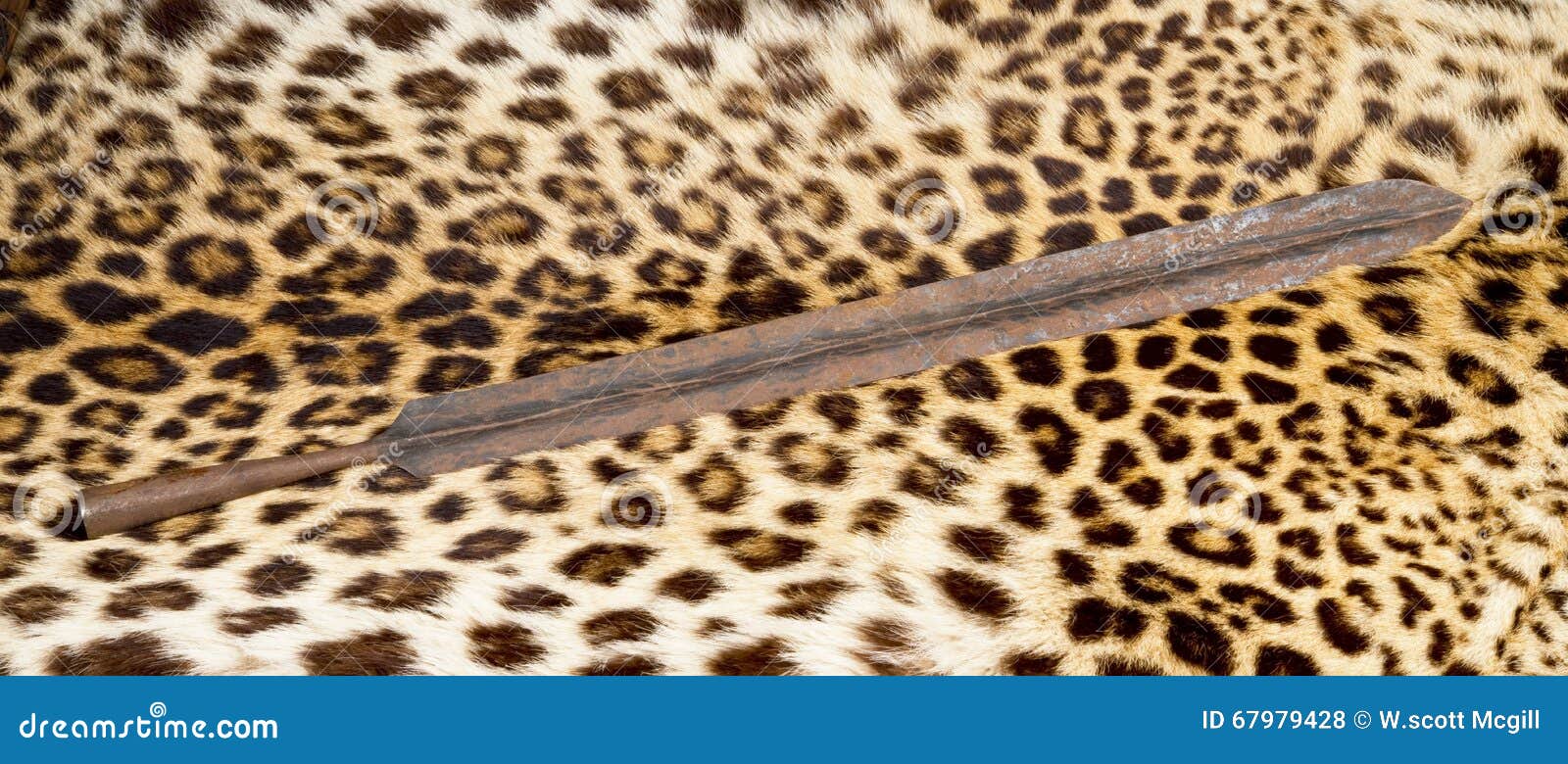 Tribal Leopard Head Stock Photos - Download 11 Images