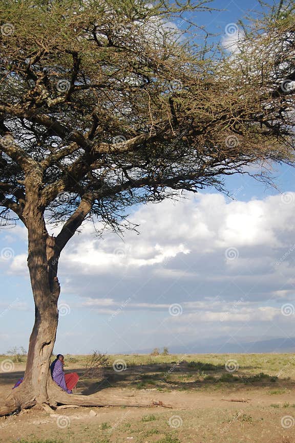 Maasai under a tree stock photo. Image of plain, heat - 20290736