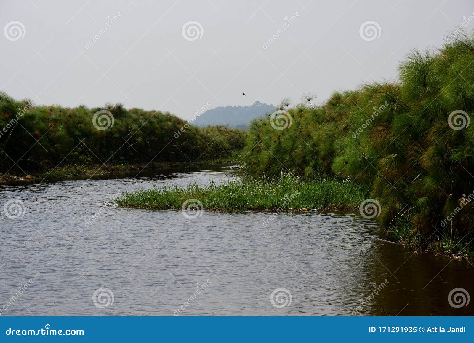 Swampy Area, Mabamba Bay, Uganda Stock Image - Image of outdoor, africa ...