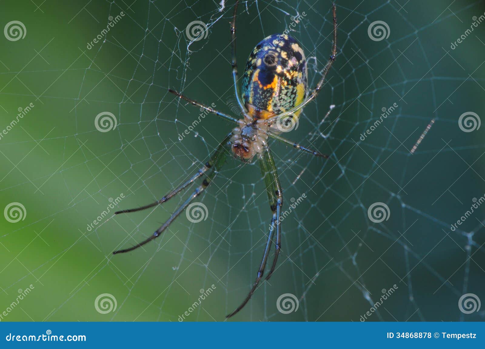 Mabel Orchard Spider stock photo. Image of arachnoid - 34868878