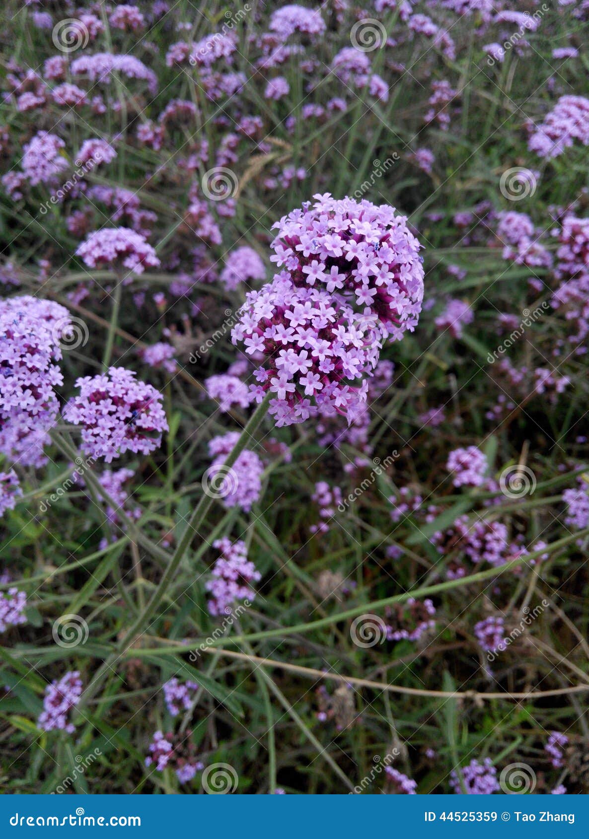 MaBianCao (Ijzerkruid) stock afbeelding. Image of ijzerkruid - 44525359