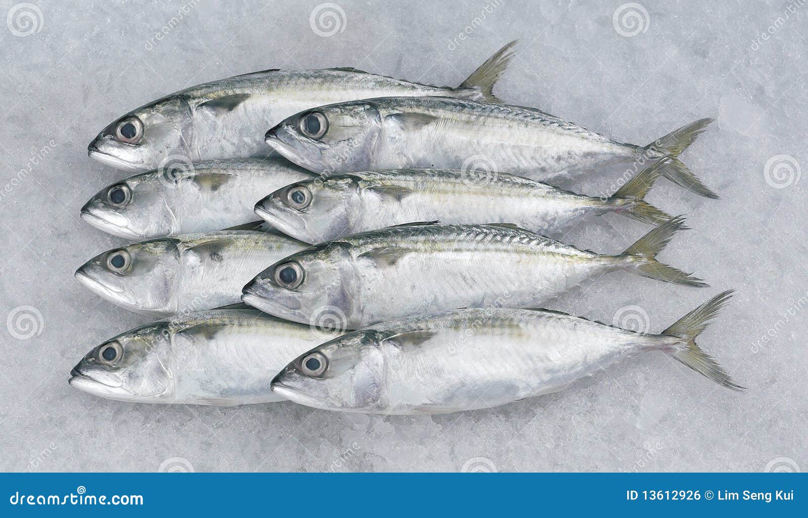 Mabong fish stock illustration. Illustration of length - 13612926