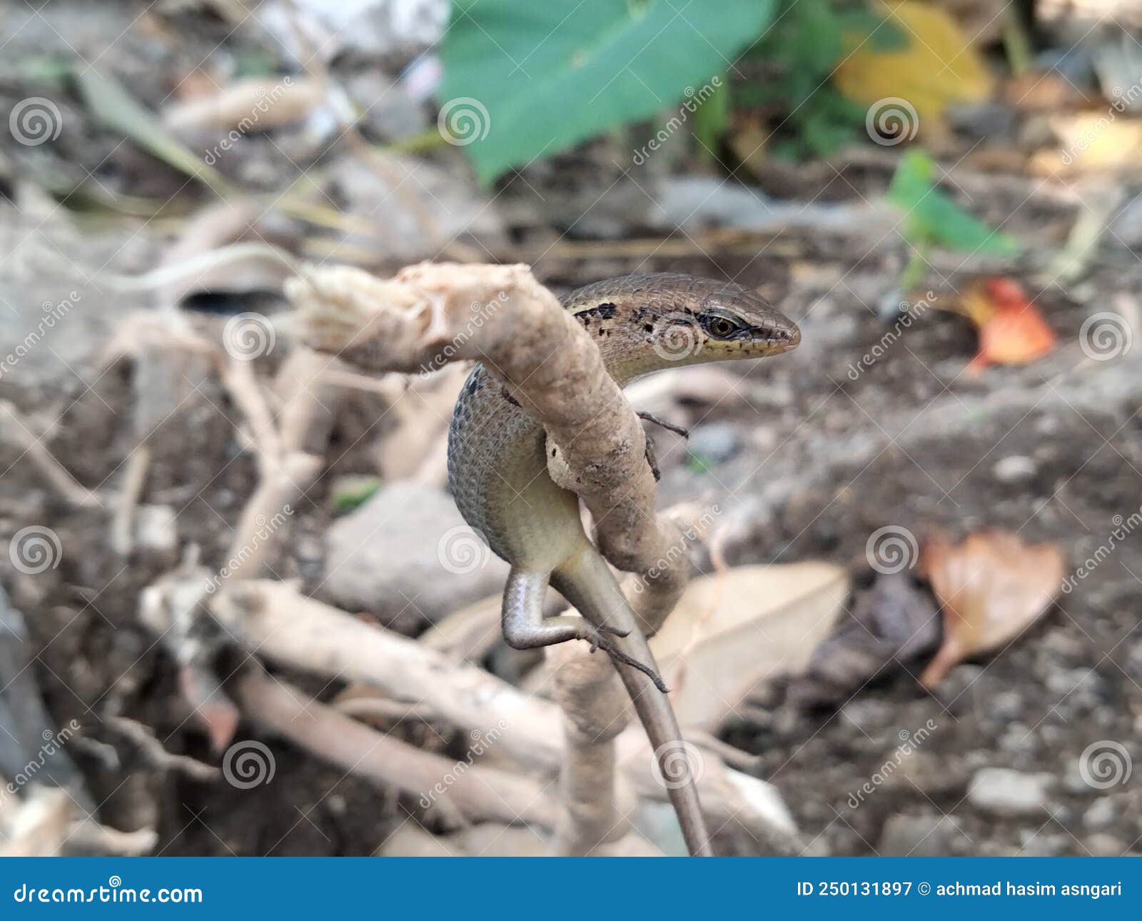 Mabuya stock image. Image of genus, tailed, mabuya, long - 250131897