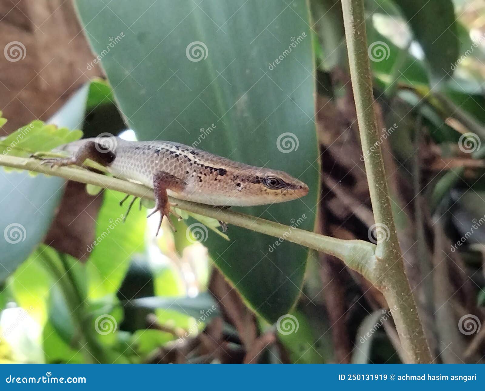 Mabuya stock image. Image of frog, genus, tortoise, snake - 250131919