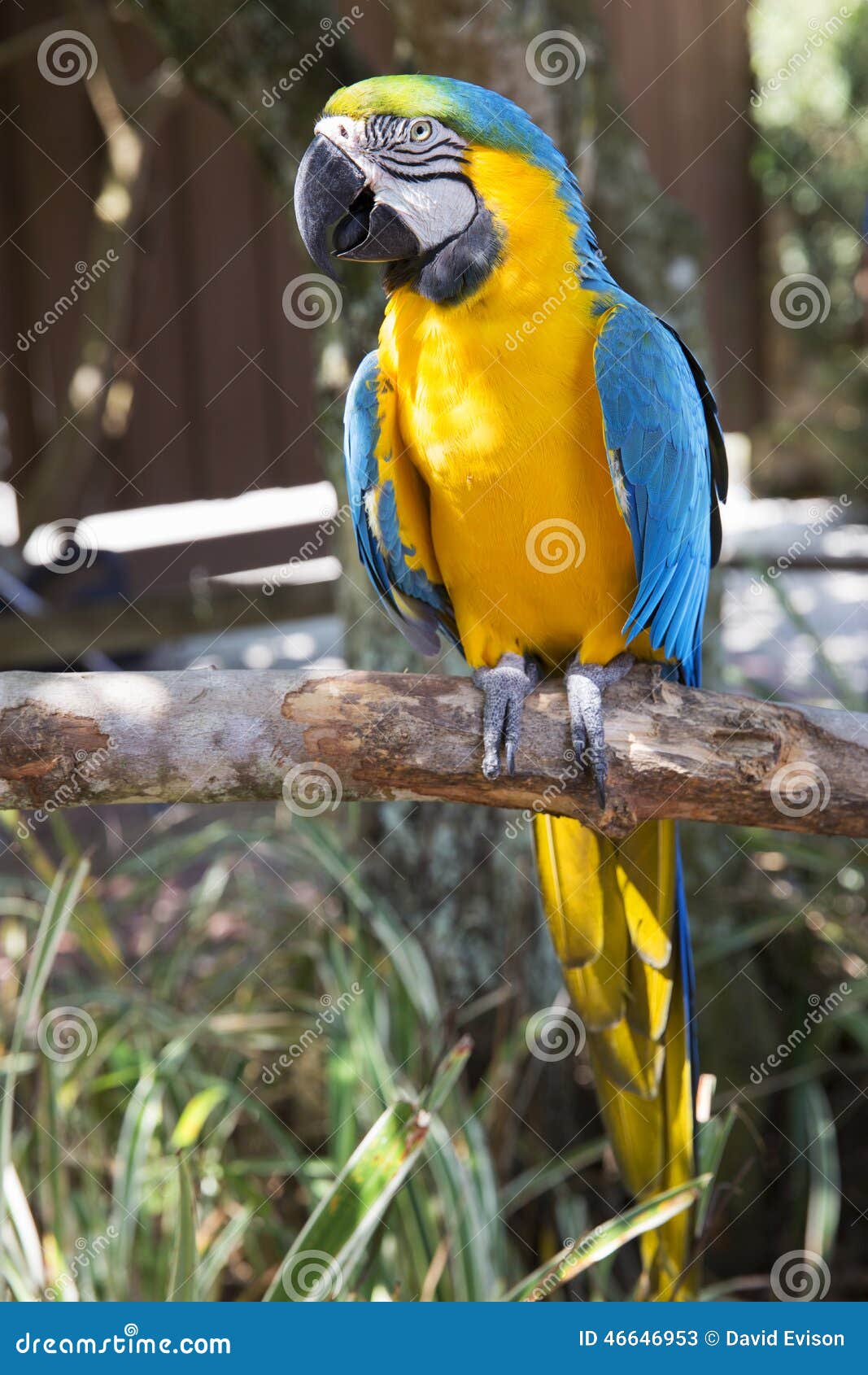 Mac-caw parrot. stock image. Image of avian, agarpornis - 46646953