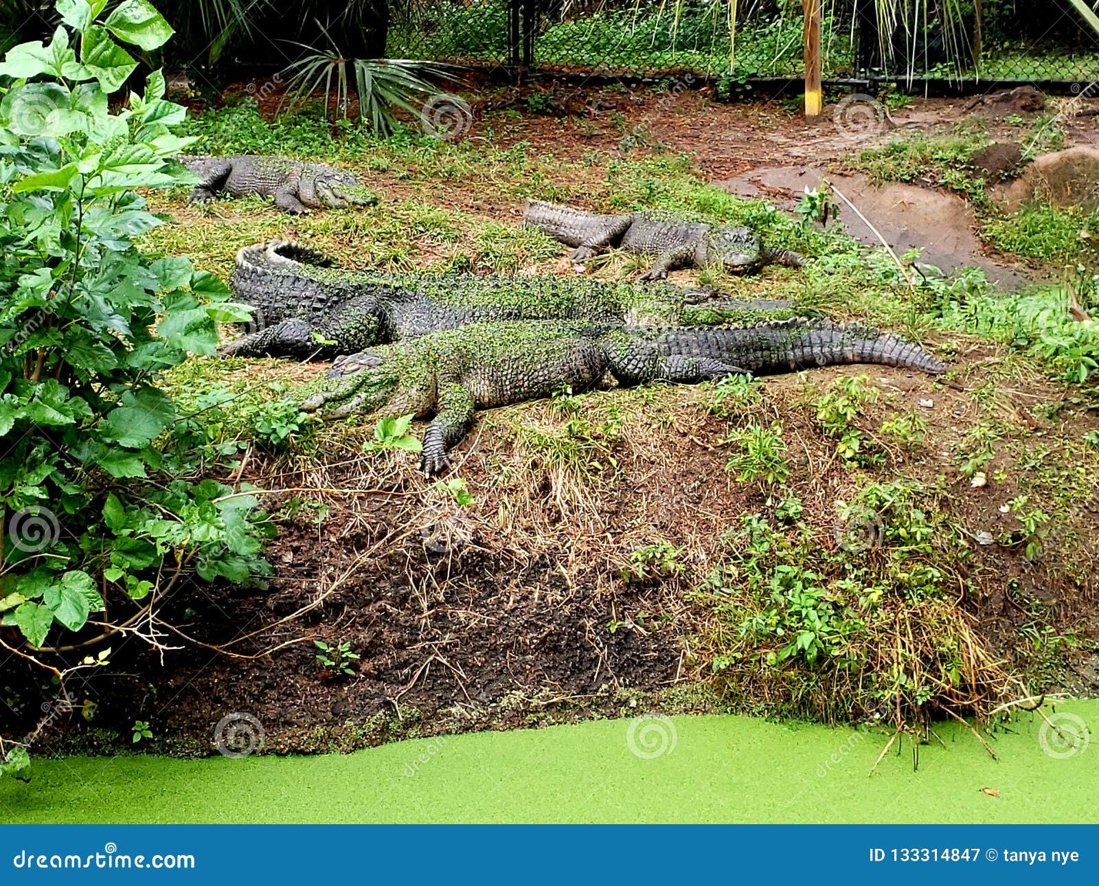 Mac Daddy Gator stock image. Image of chilling, gator - 133314847