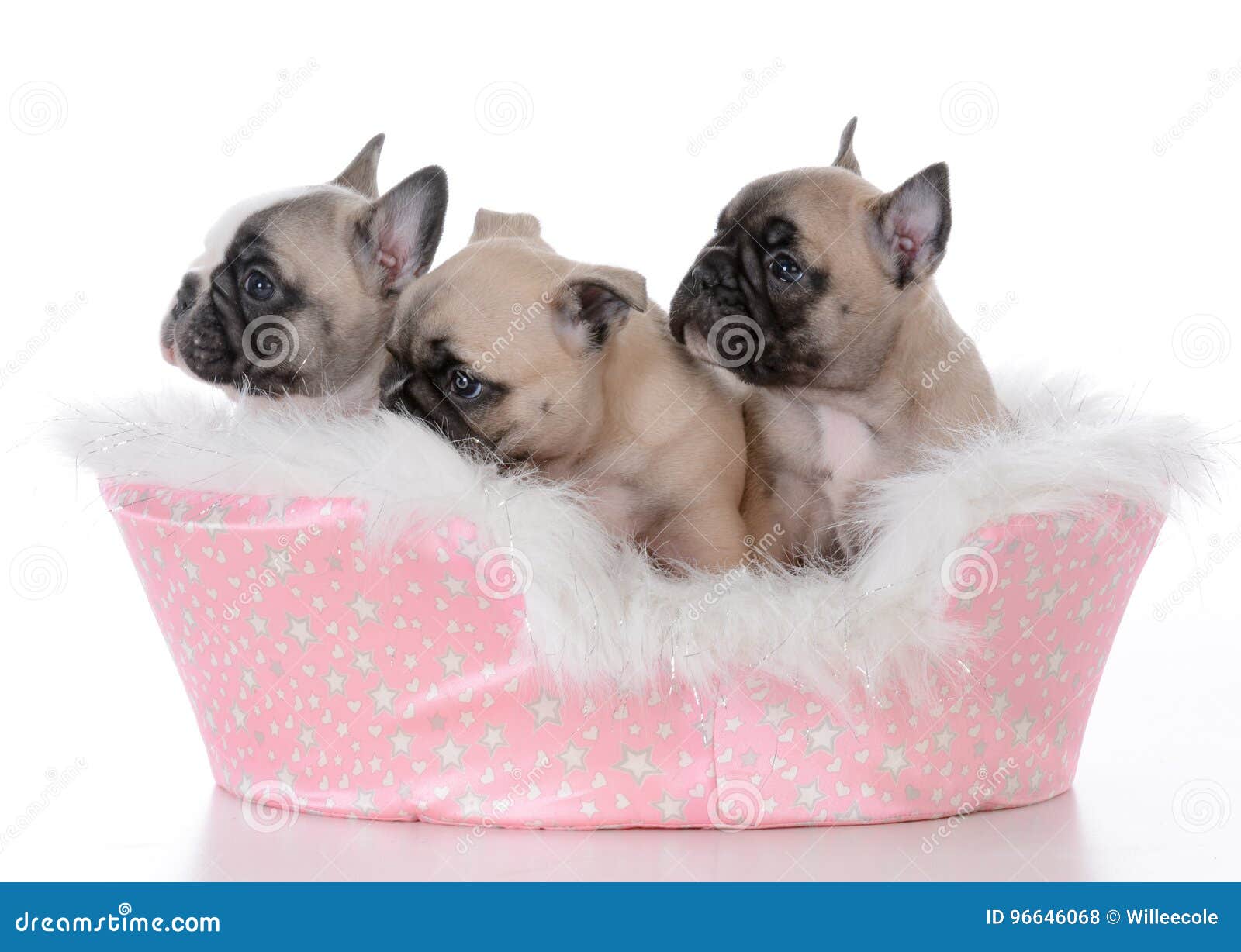 Maca Dos Filhotes De Cachorro Foto de Stock - Imagem de branco, animal ...