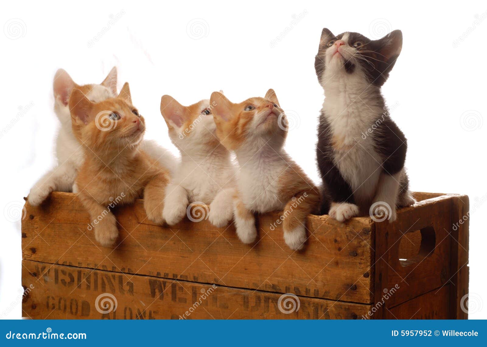 Maca dos gatinhos foto de stock. Imagem de chita, isolado - 5957952