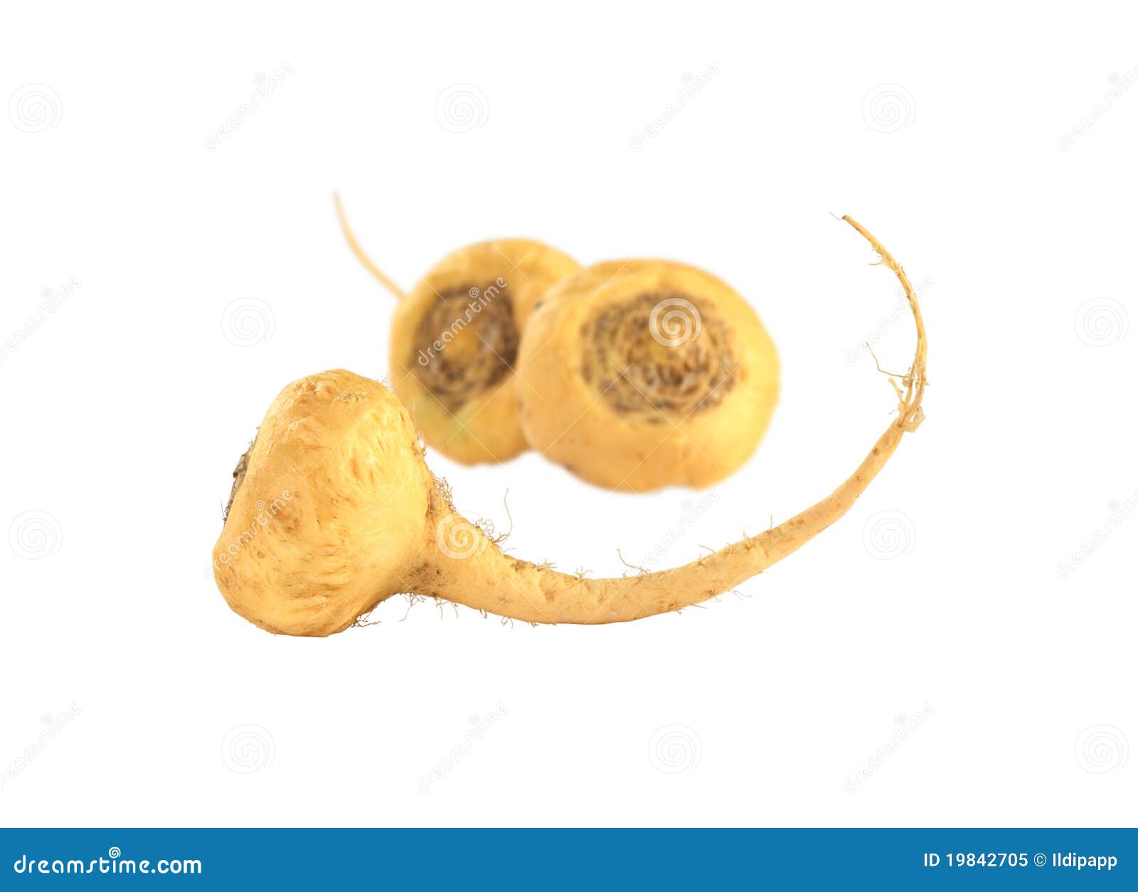 Maca (Peruvian Ginseng) stock image. Image of horizontal - 19842705