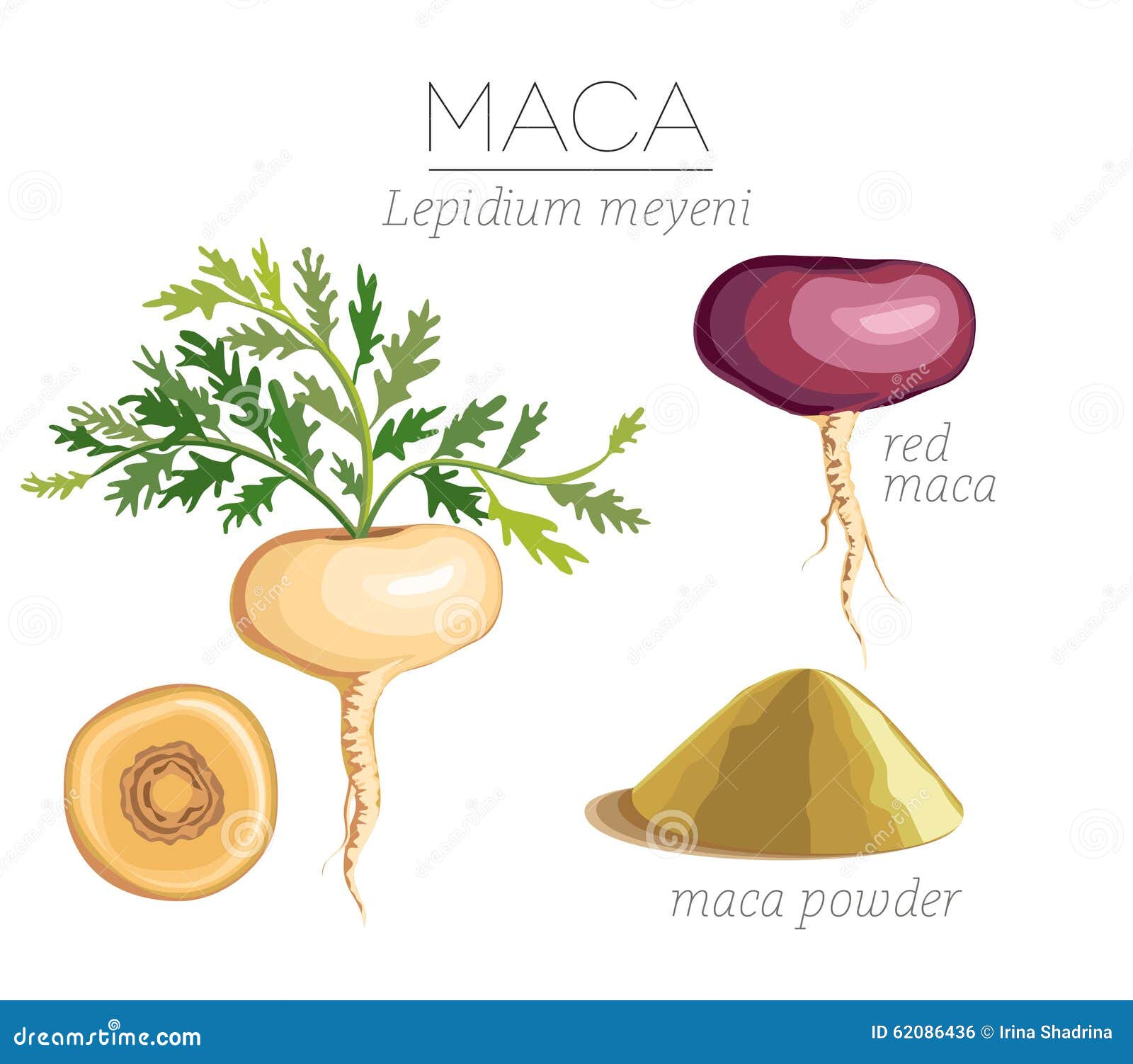 Maca Plant Superfood Drawing. Isolated Hand Drawn Illust Vector ...