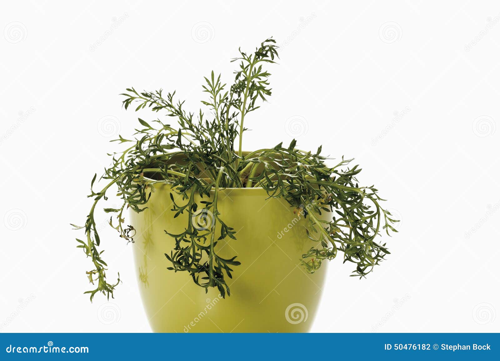 Maca plant stock photo. Image of plant, ingredient, flowerpot - 50476182