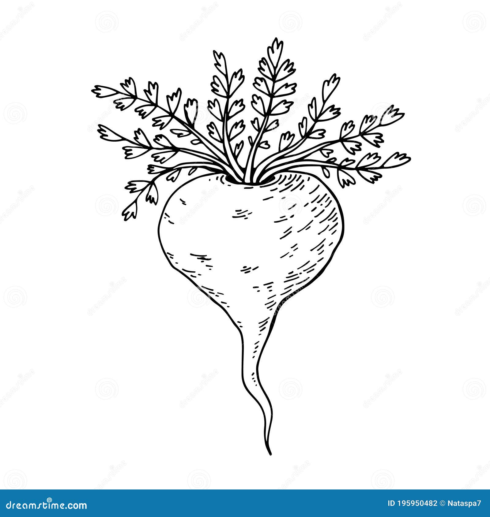 Maca Root Lepidium Meyenii, Peruvian Ginseng. Design Elements for ...