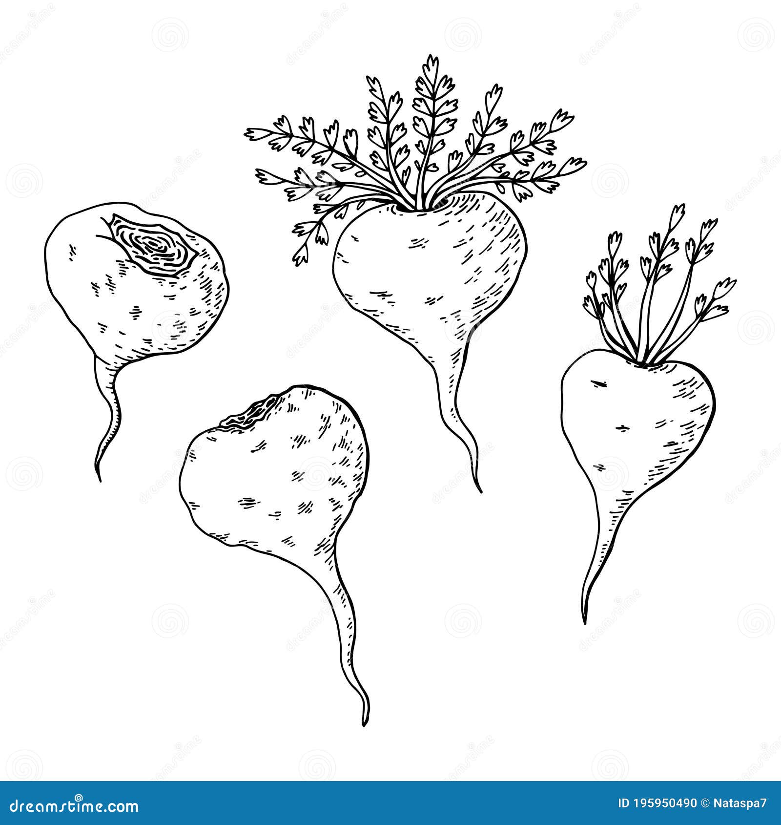 Maca Root Lepidium Meyenii, Peruvian Ginseng. Hand Drawi Sketch Royalty ...