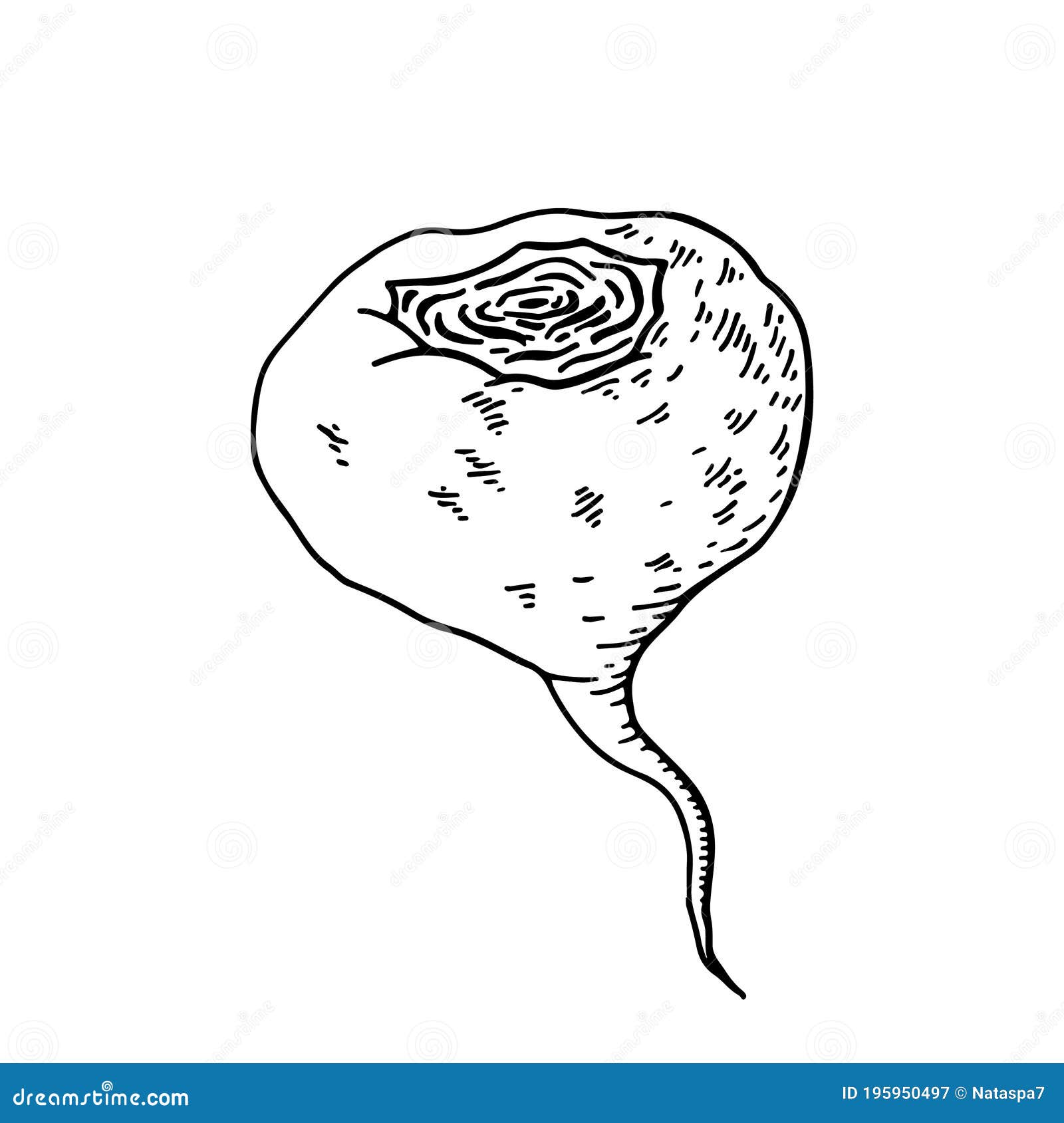 Maca Root And Leaves Vector Illustration. Superfood Lepidium Meyenii ...