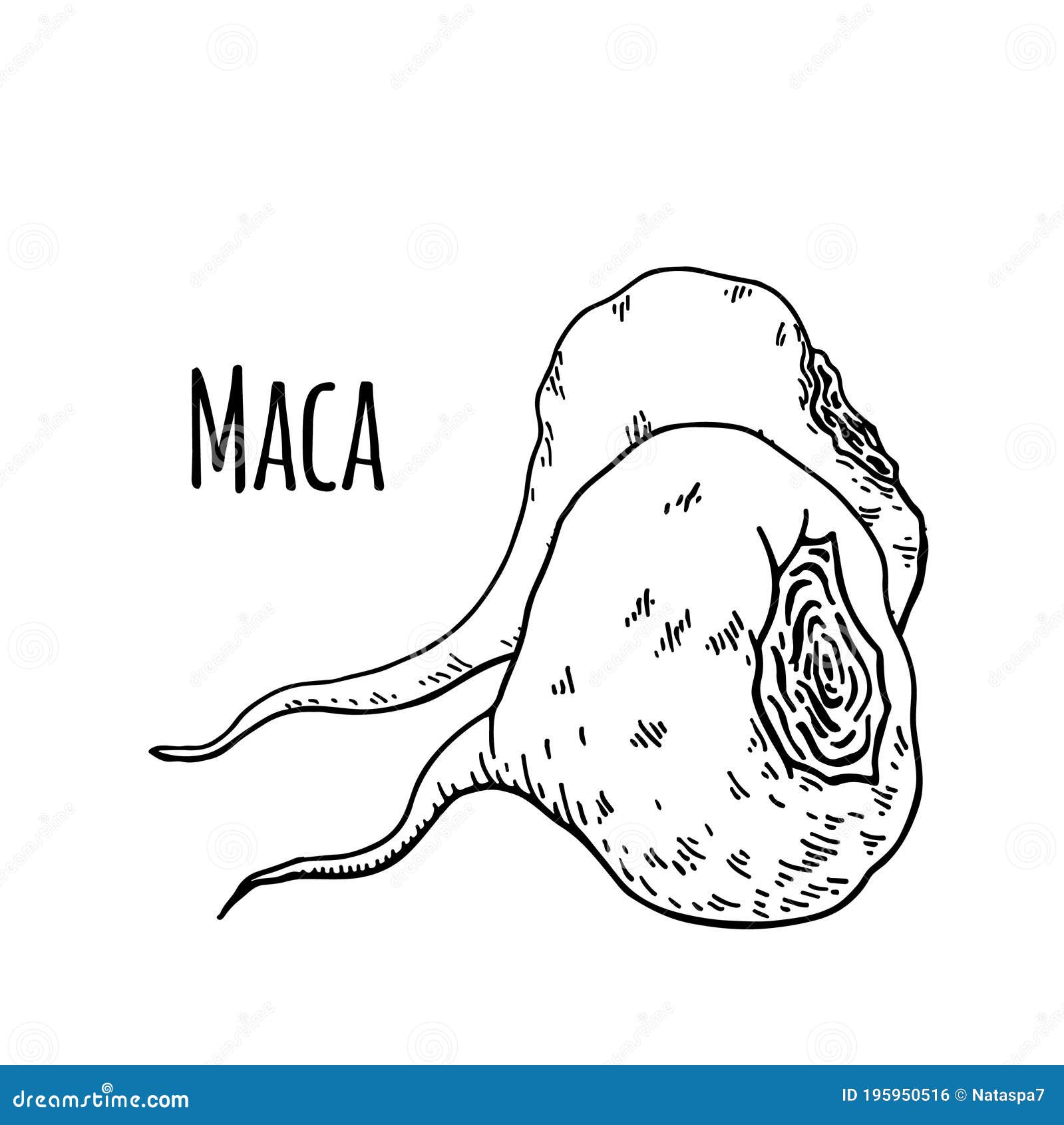 Maca Root Lepidium Meyenii, Peruvian Ginseng. Hand Drawing Vector ...
