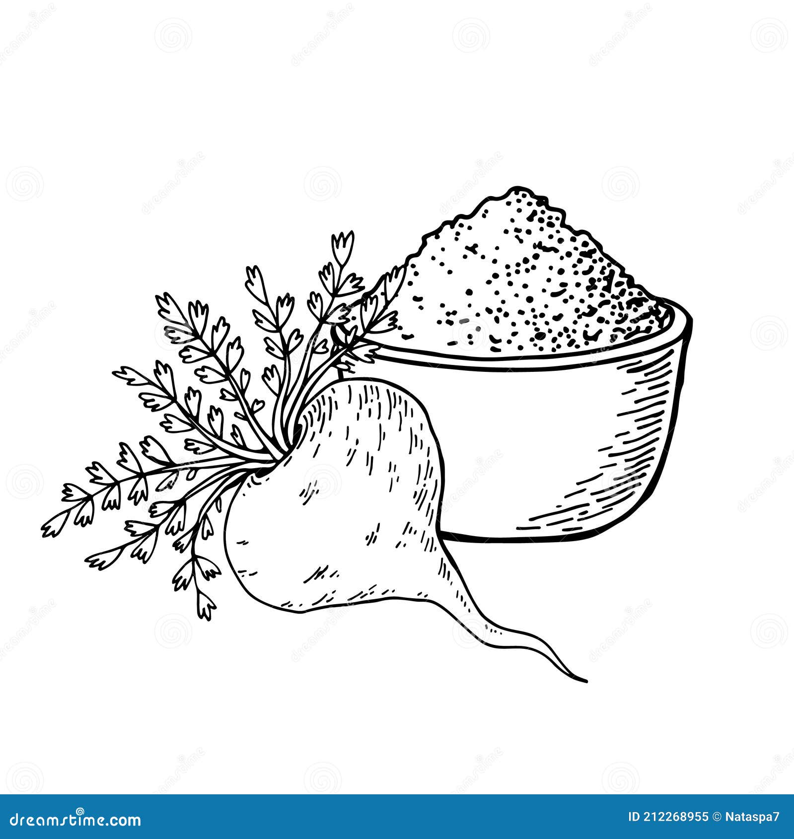 Maca Root Lepidium Meyenii, Peruvian Ginseng. Hand Drawing Vector Stock ...