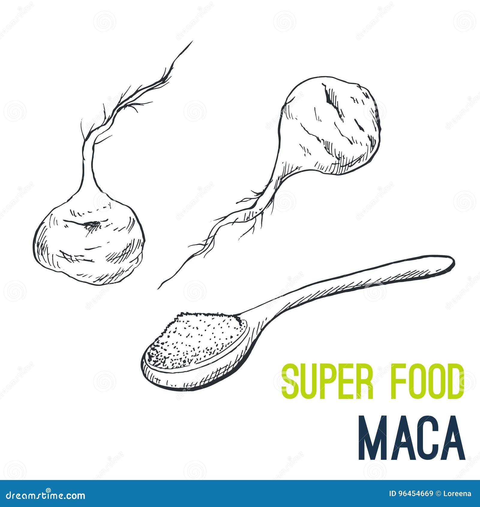 Maca Root Lepidium Meyenii, Peruvian Ginseng. Hand Drawing Sketch ...