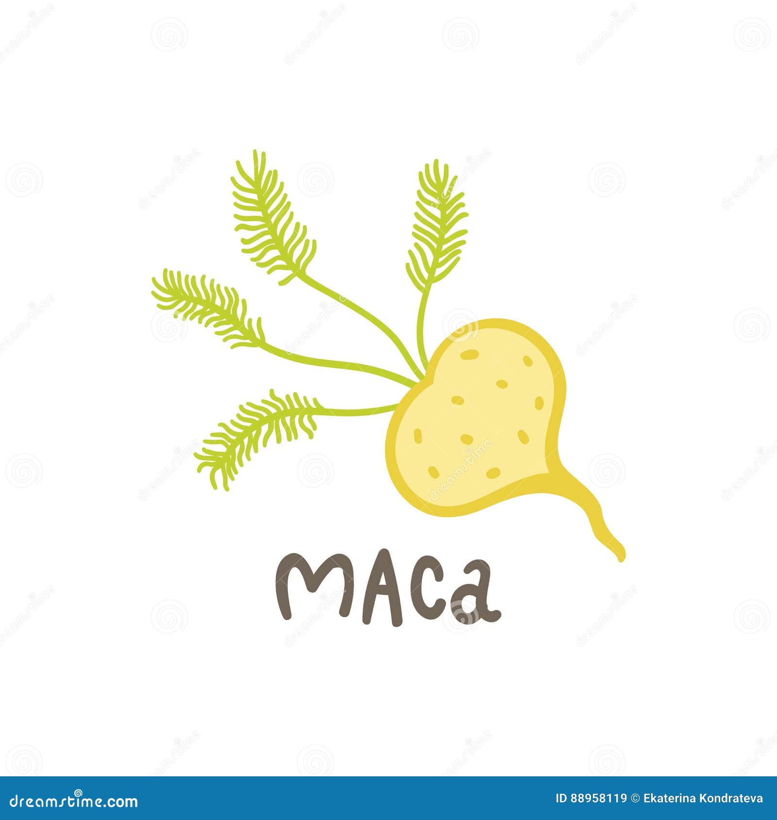 Maca root superfood. stock vector. Illustration of lepidium - 88958119
