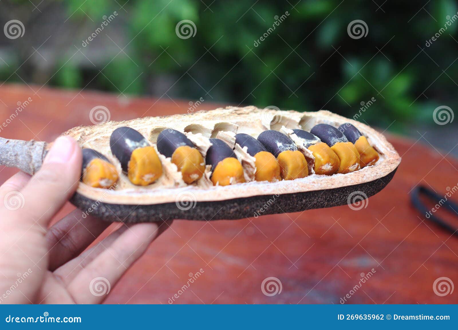 Maca Seeds are in the Pods. Stock Photo - Image of breakfast ...