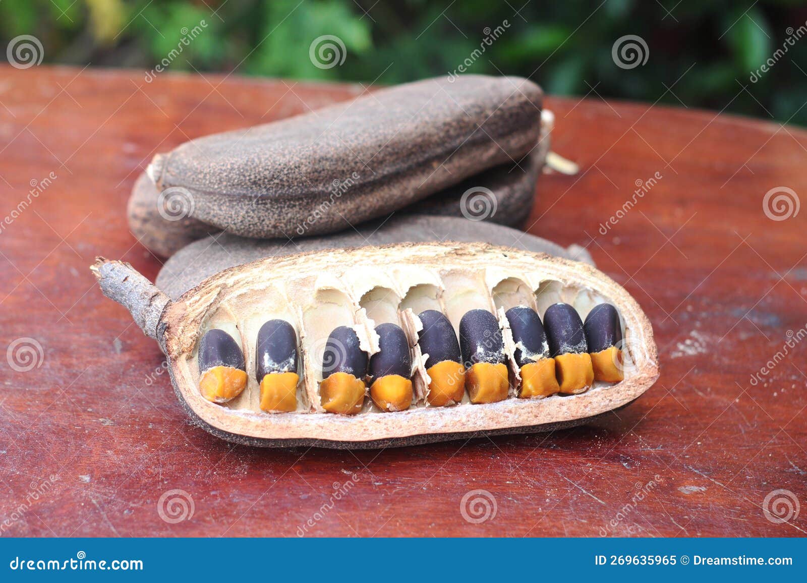 Maca Tree Stock Photos - Free & Royalty-Free Stock Photos from Dreamstime