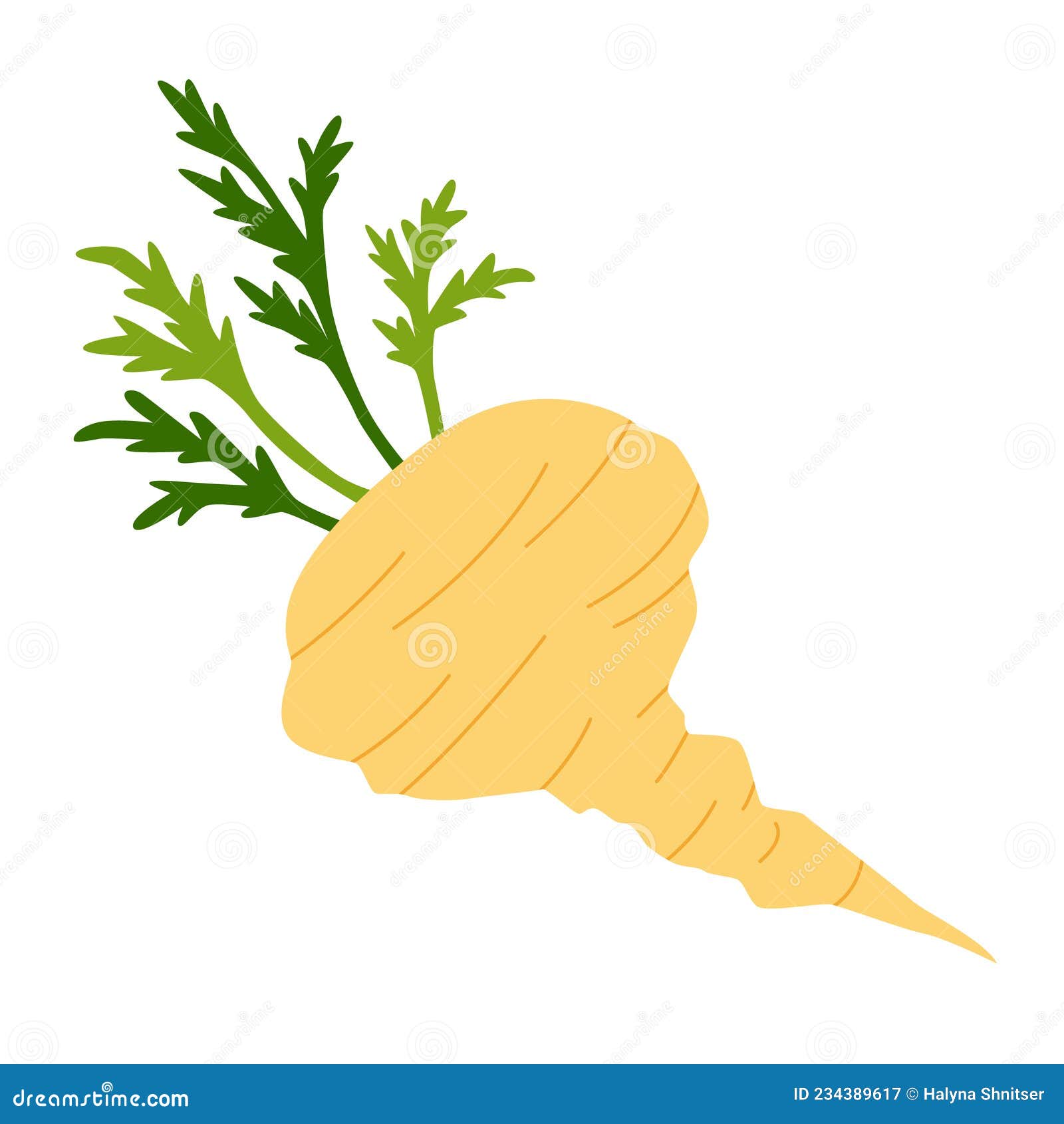 Maca Vegetable with Yellowish-white Root and Green Leaves. Isolated ...