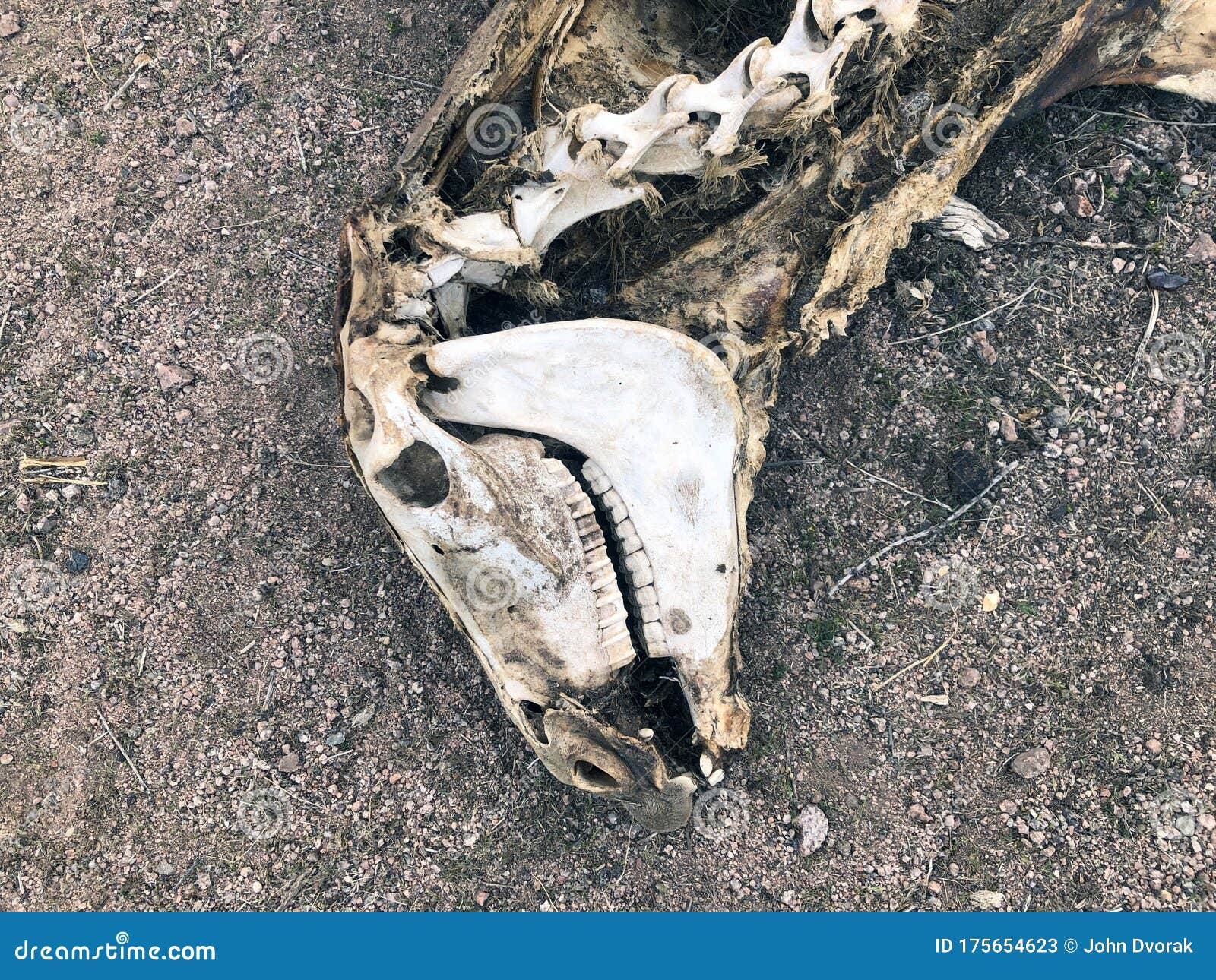 Dead Horse Skull stock image. Image of pony, gruesome - 175654623