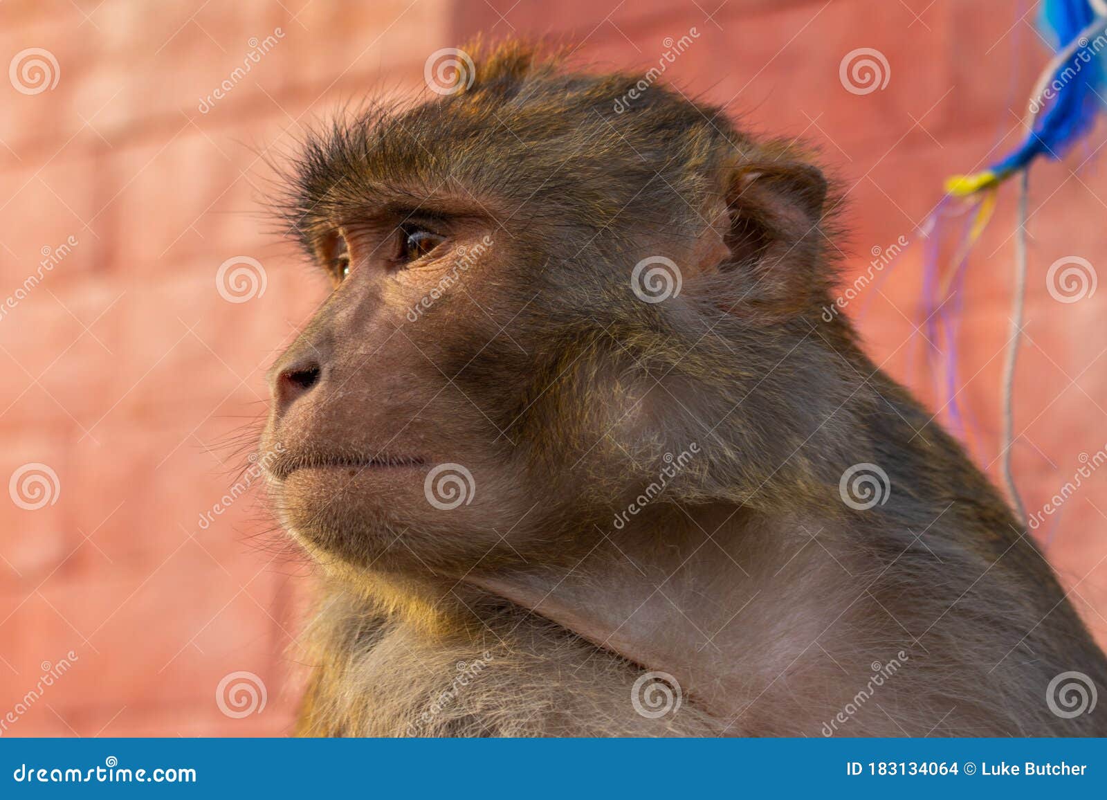 Macac Looking into Distance Portrait Stock Photo - Image of apes ...