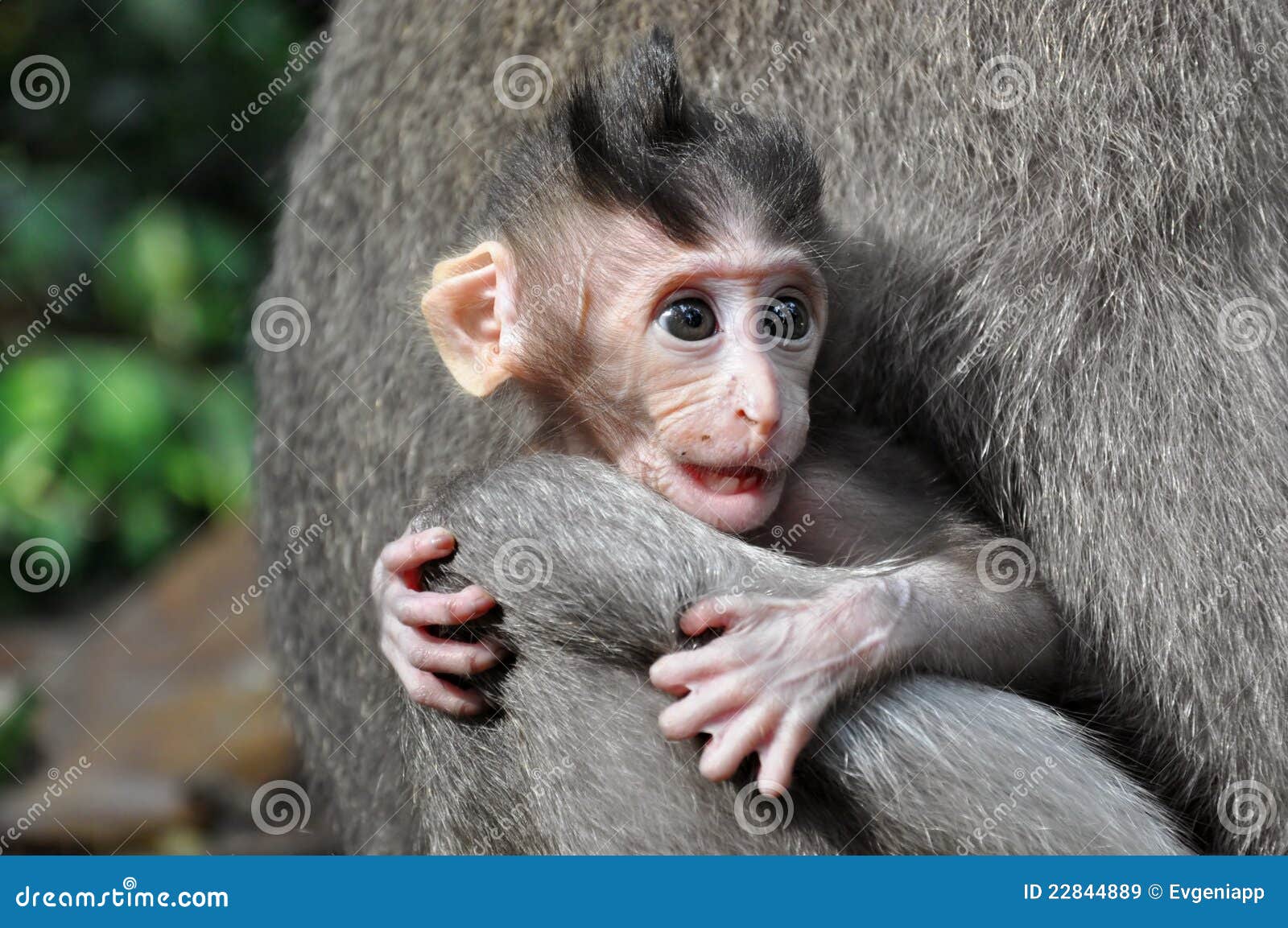 Macaca Do Bebê Do Macaco. Bali, Indonésia. Imagem de Stock - Imagem de ...