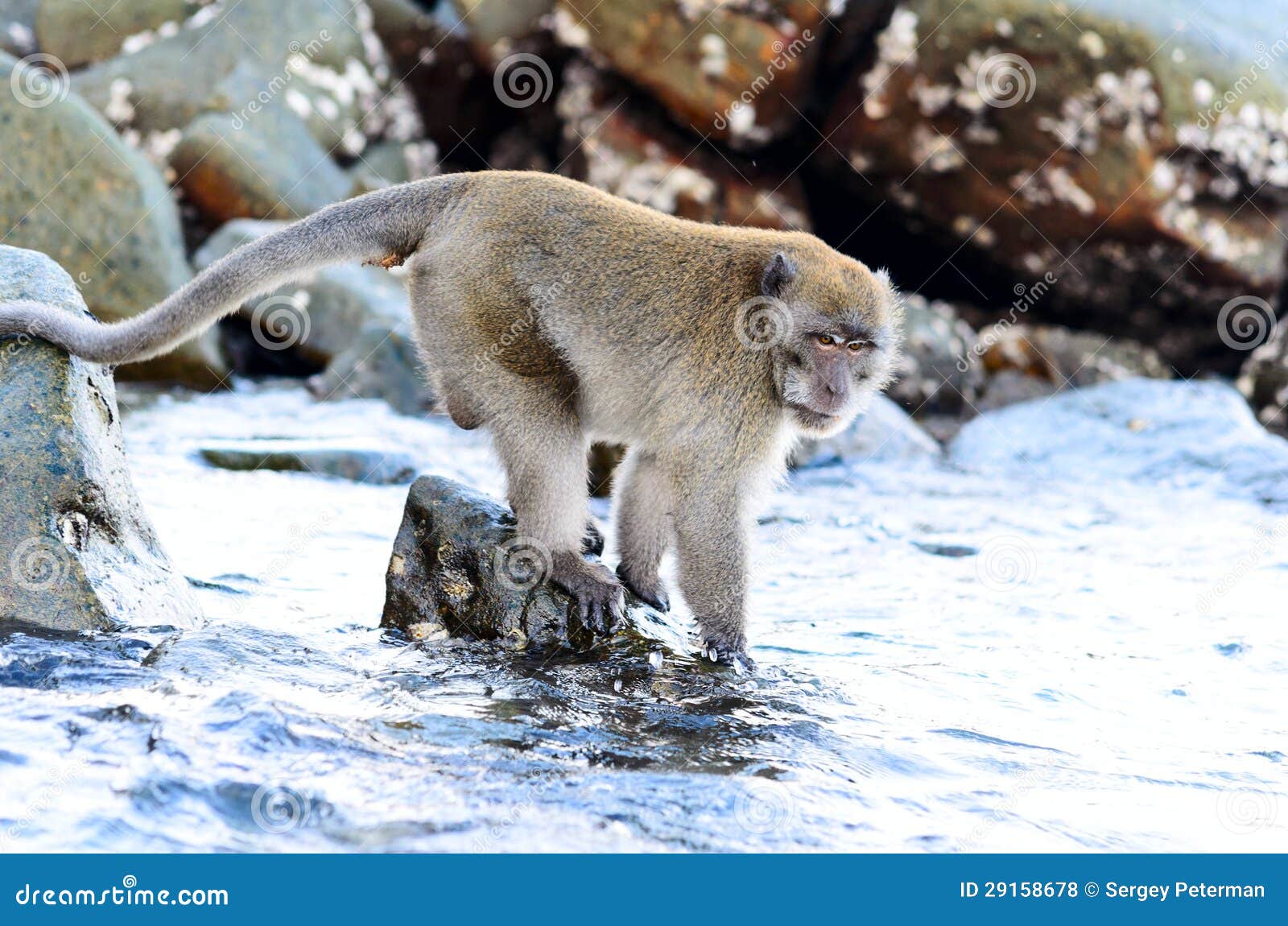 Macaca fascicularis stock photo. Image of rock, phiphi - 29158678