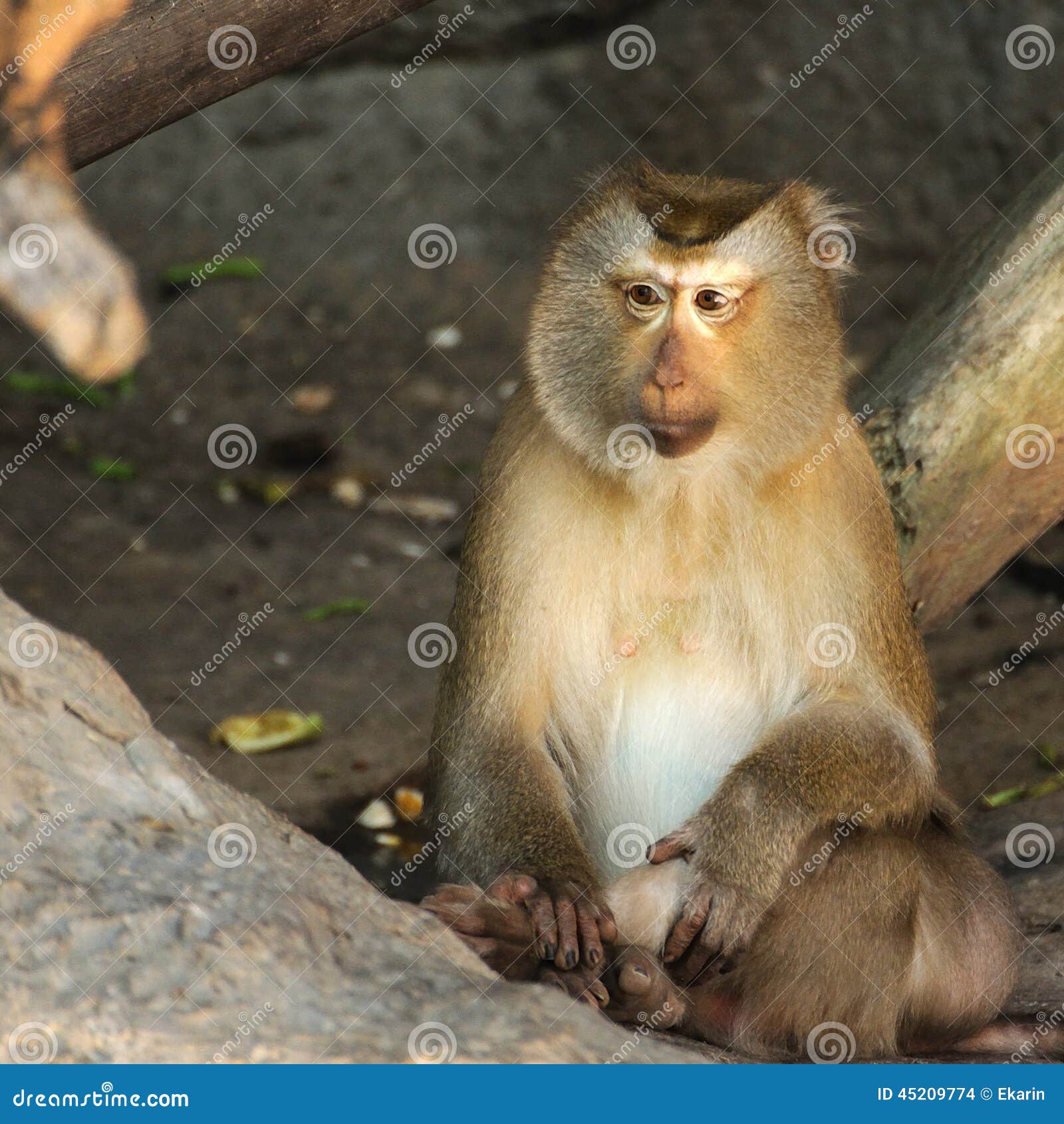 Macaca fascicularis stock photo. Image of tailed, long - 45209774