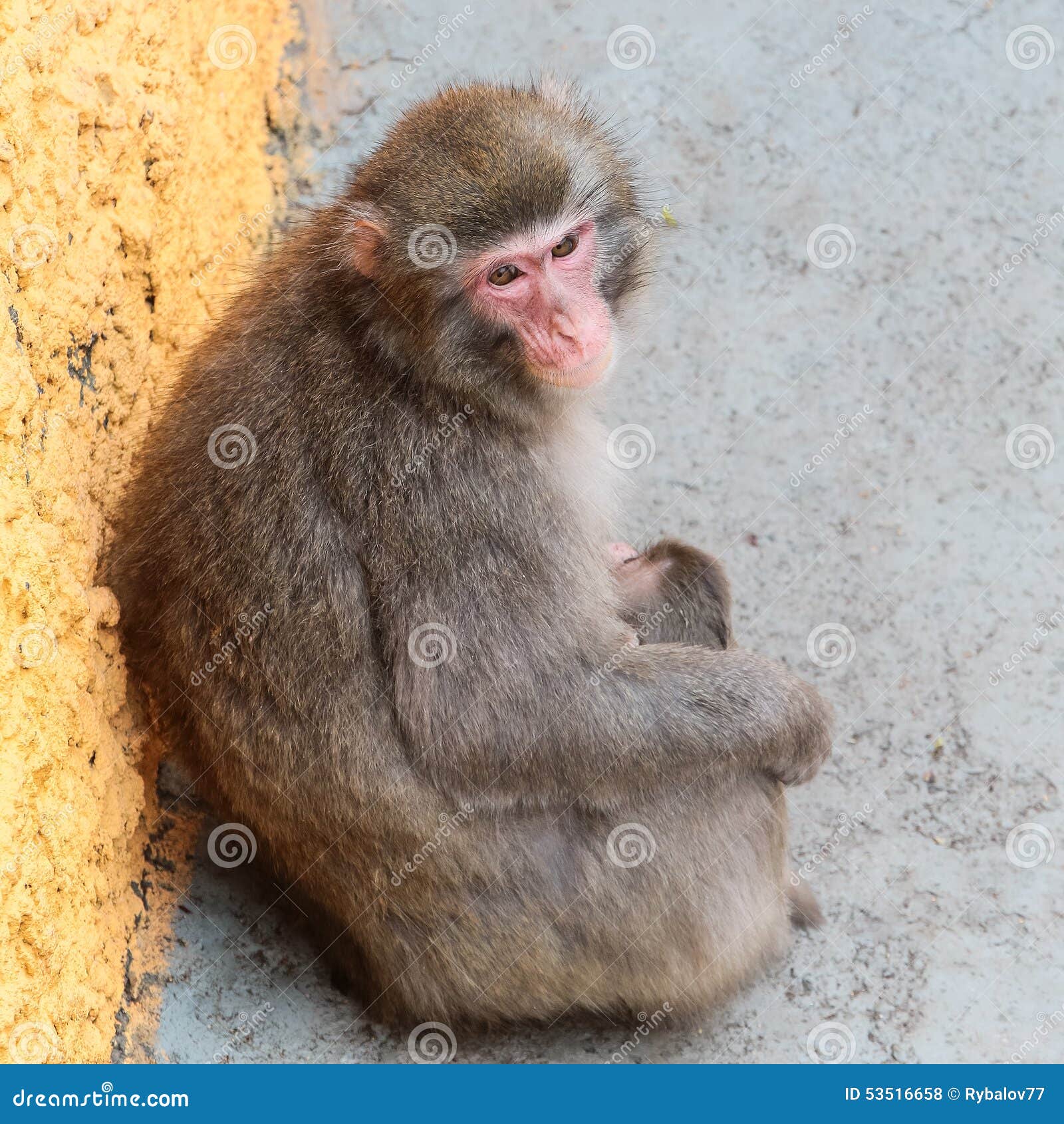 Macaca fuscata stock photo. Image of national, fuscata - 53516658