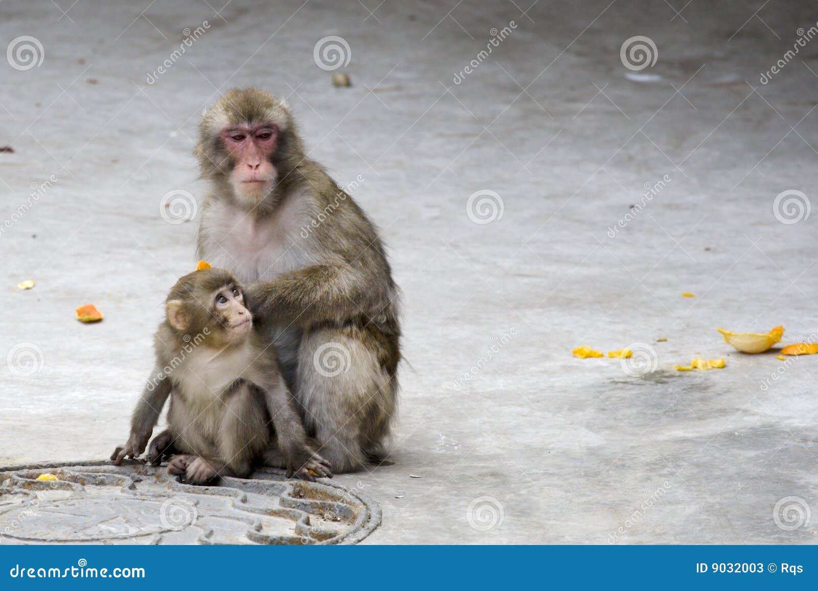 Japanese Monkey Front Posture With Red Face Color And Sits On The Floor ...