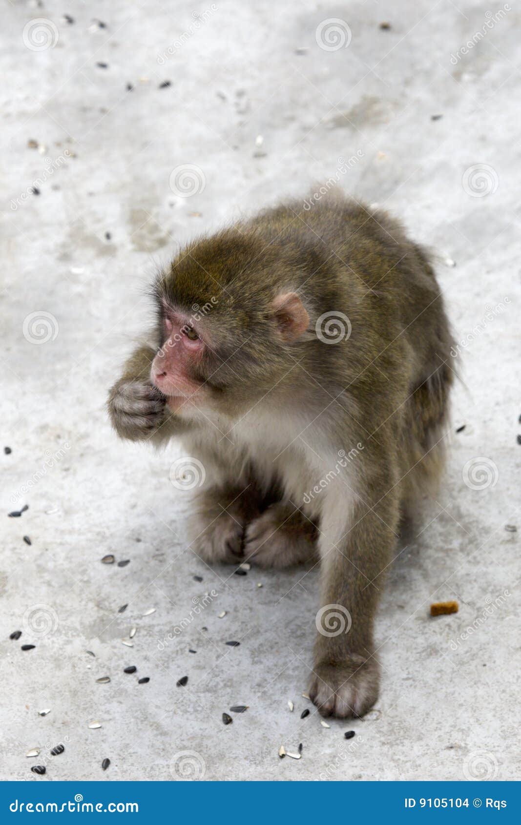 Japanese Monkey Front Posture With Red Face Color And Sits On The Floor ...