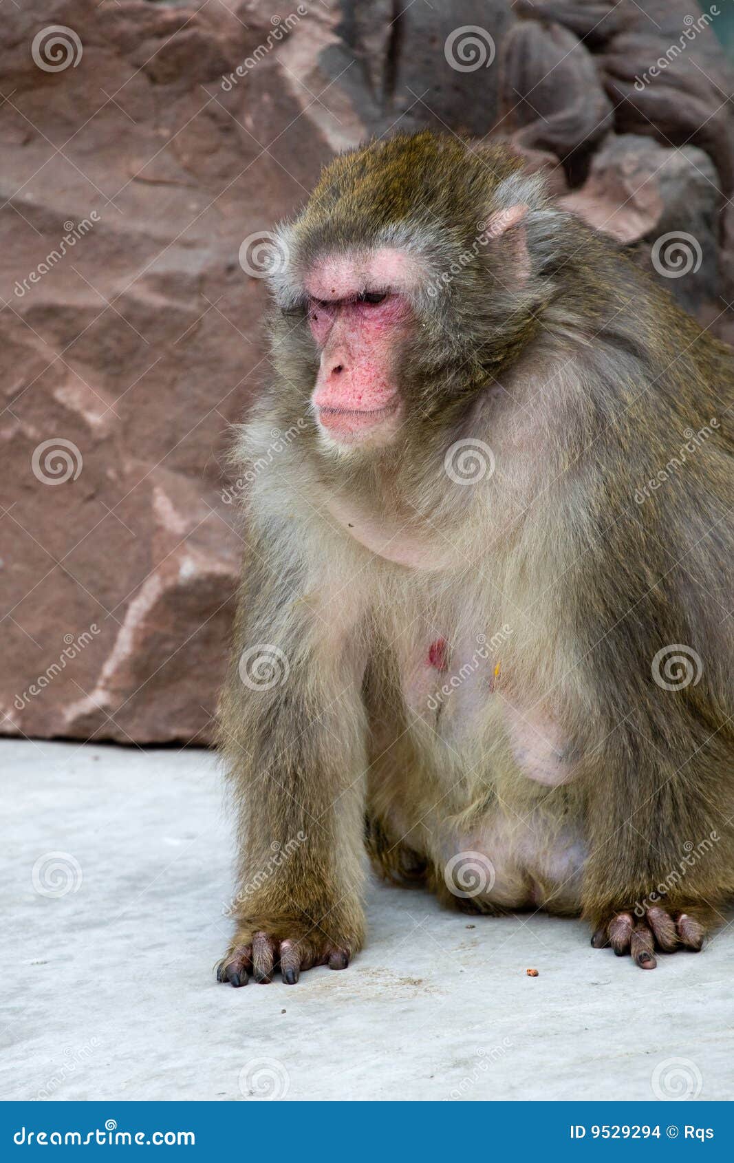 Macaca Fuscata Grey Japanese Monkey Stock Photo - Image of love ...