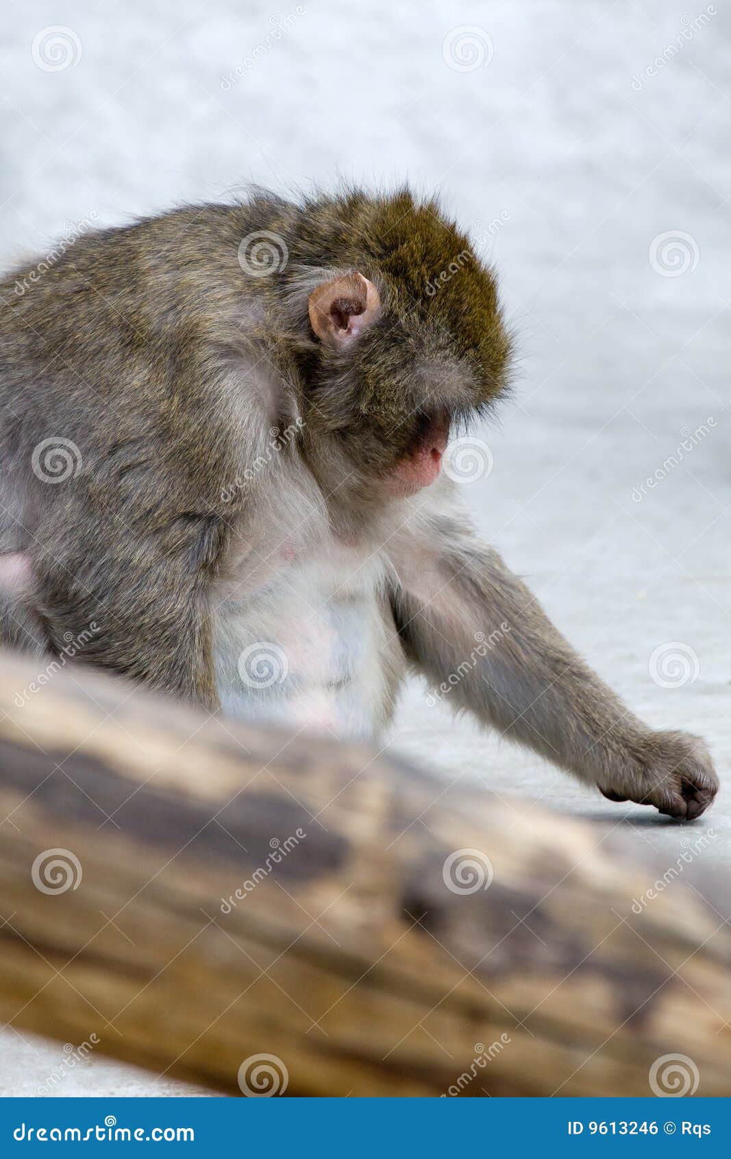 Macaca Fuscata Grey Japanese Monkey Stock Photo - Image of monkey ...
