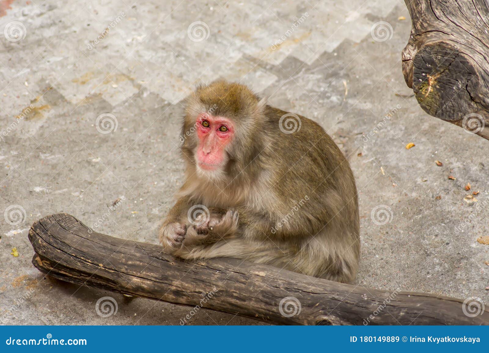 Macaca fuscata japones imagen de archivo. Imagen de invierno - 180149889