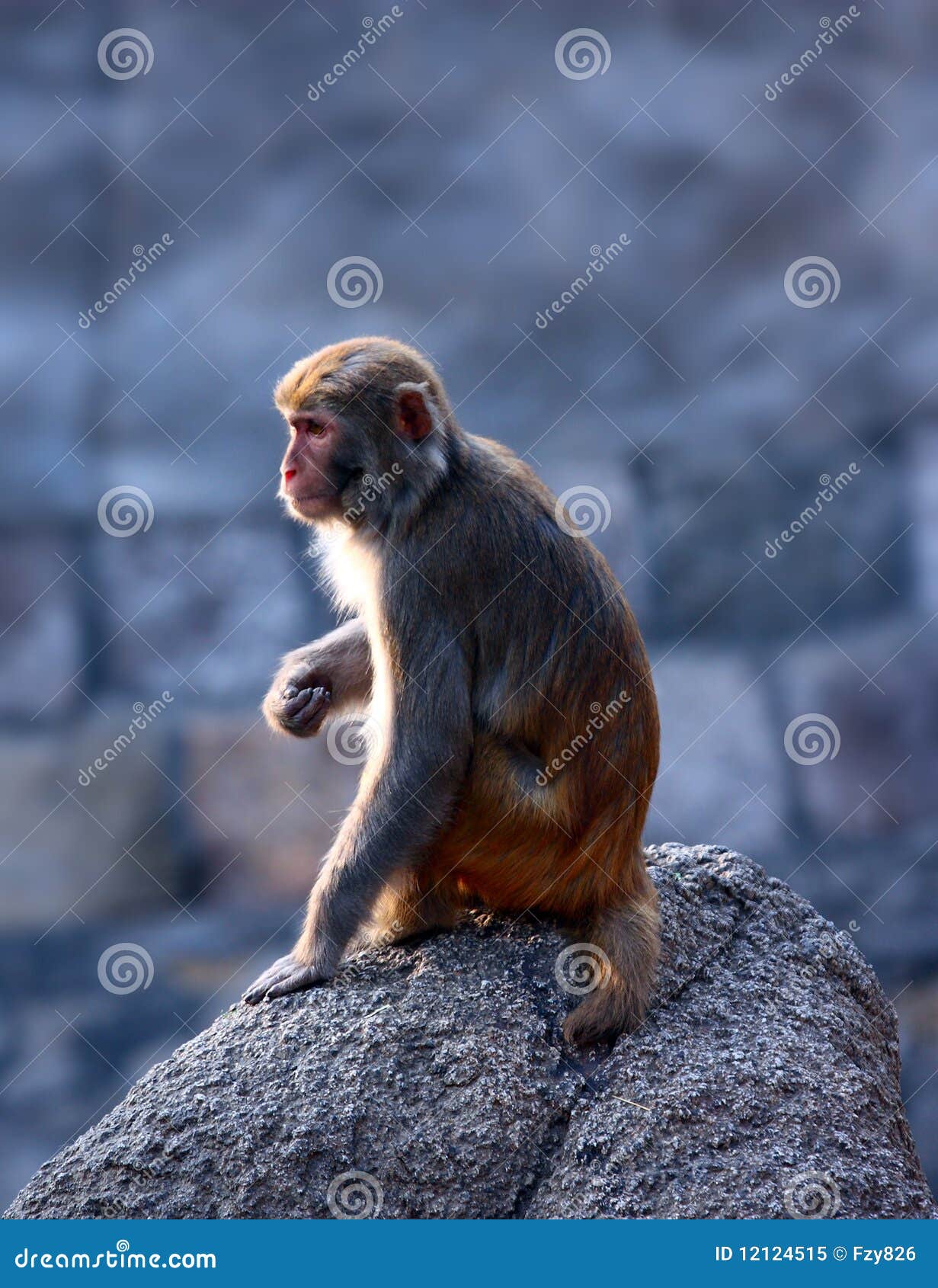 Macaca mulatta stock image. Image of macaca, mulatta - 12124515