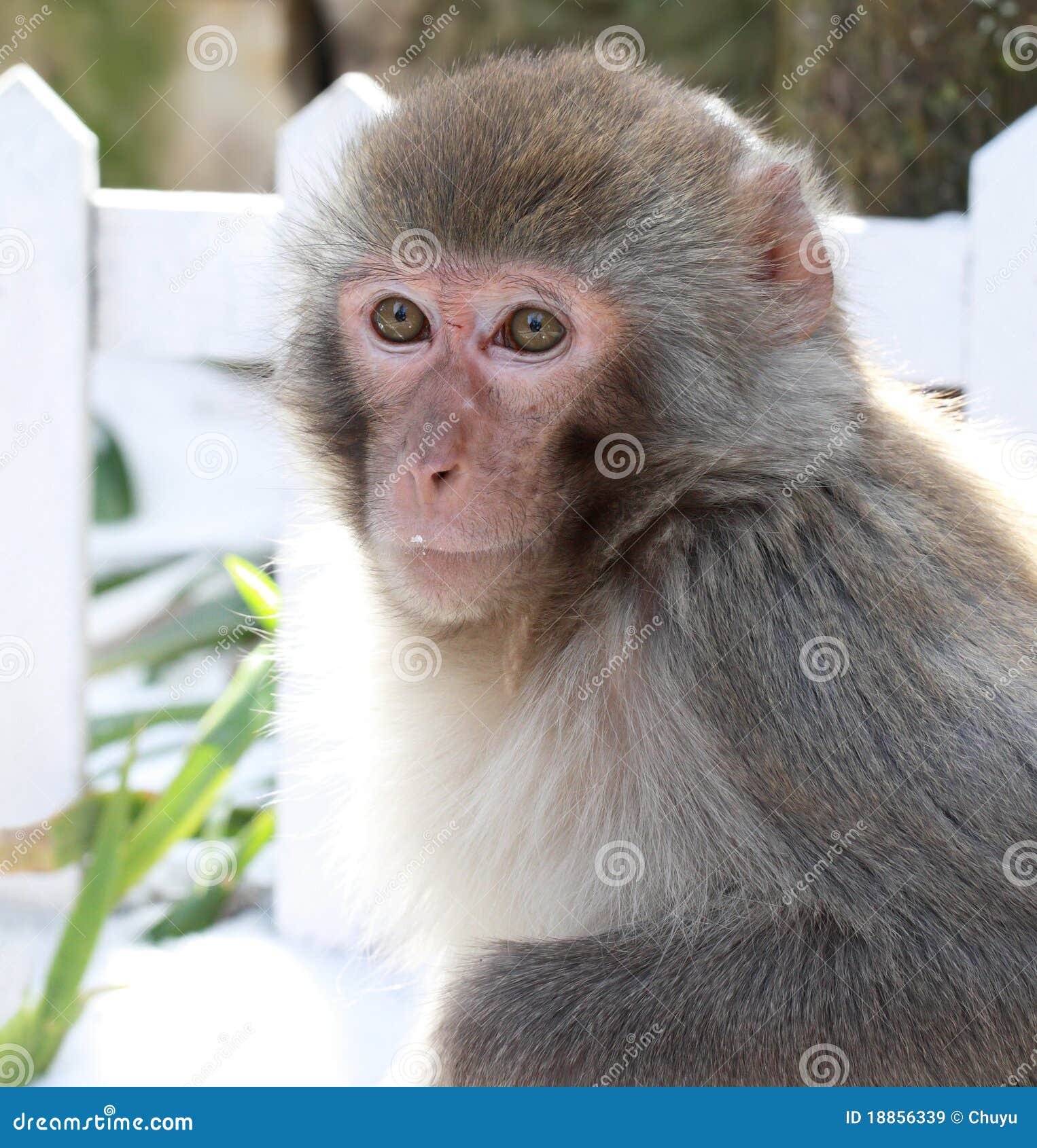 Macaca mulatta stock image. Image of monkey, closeup - 18856339
