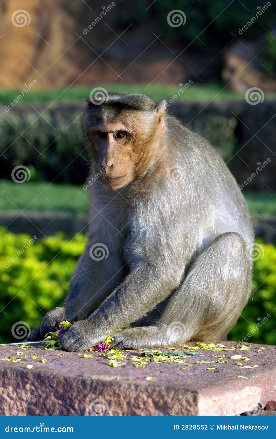 Macaca mulatta stock photo. Image of clever, humanity - 2828552